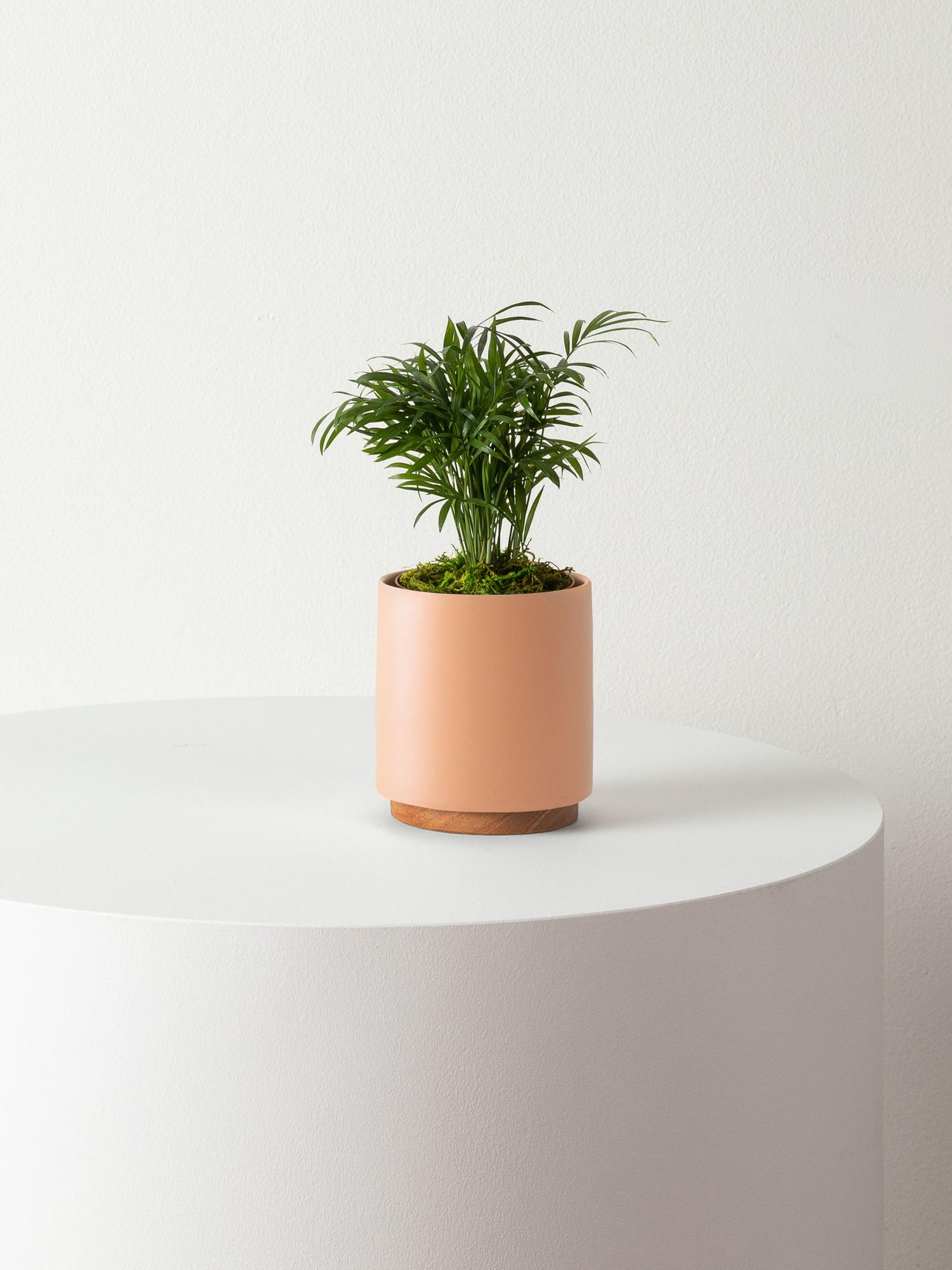 Parlor Palm Small (1 ft tall) – Black Mid-Century Ceramic & Dark Wood ...