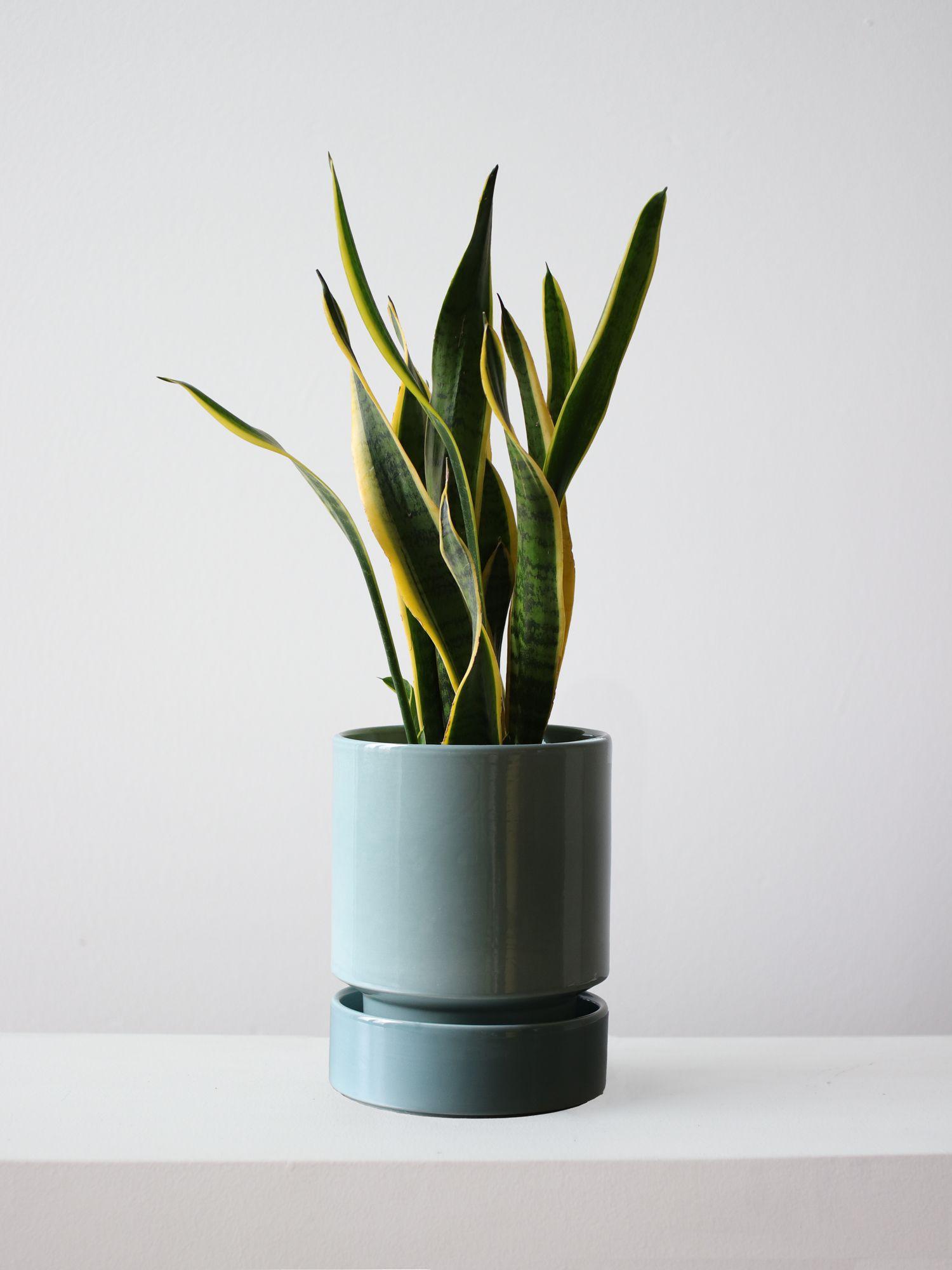 Snake Plant Laurentii Medium (1½ - 2 ft tall) – Buttercup With Saucer ...
