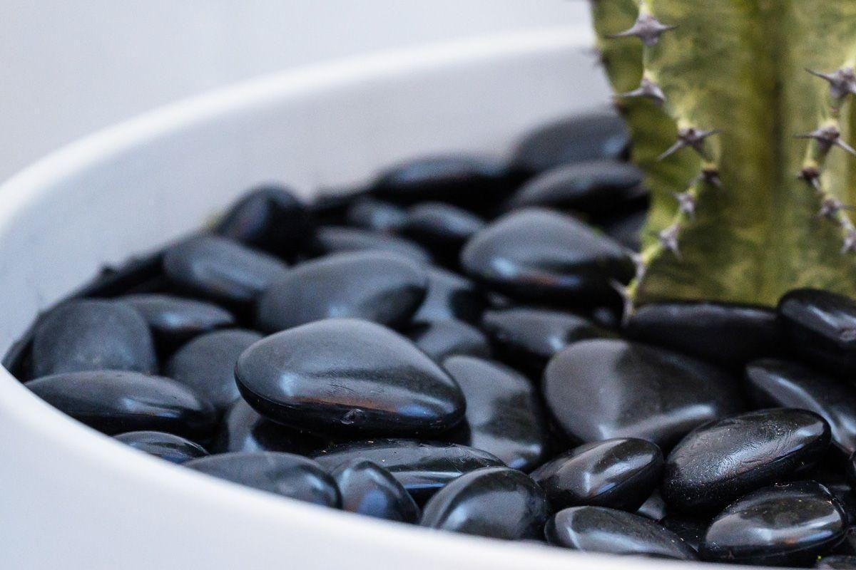 Desert Cactus With Mediterra Pot Extra Large 4 - 5 ft – Black Mediterra ...