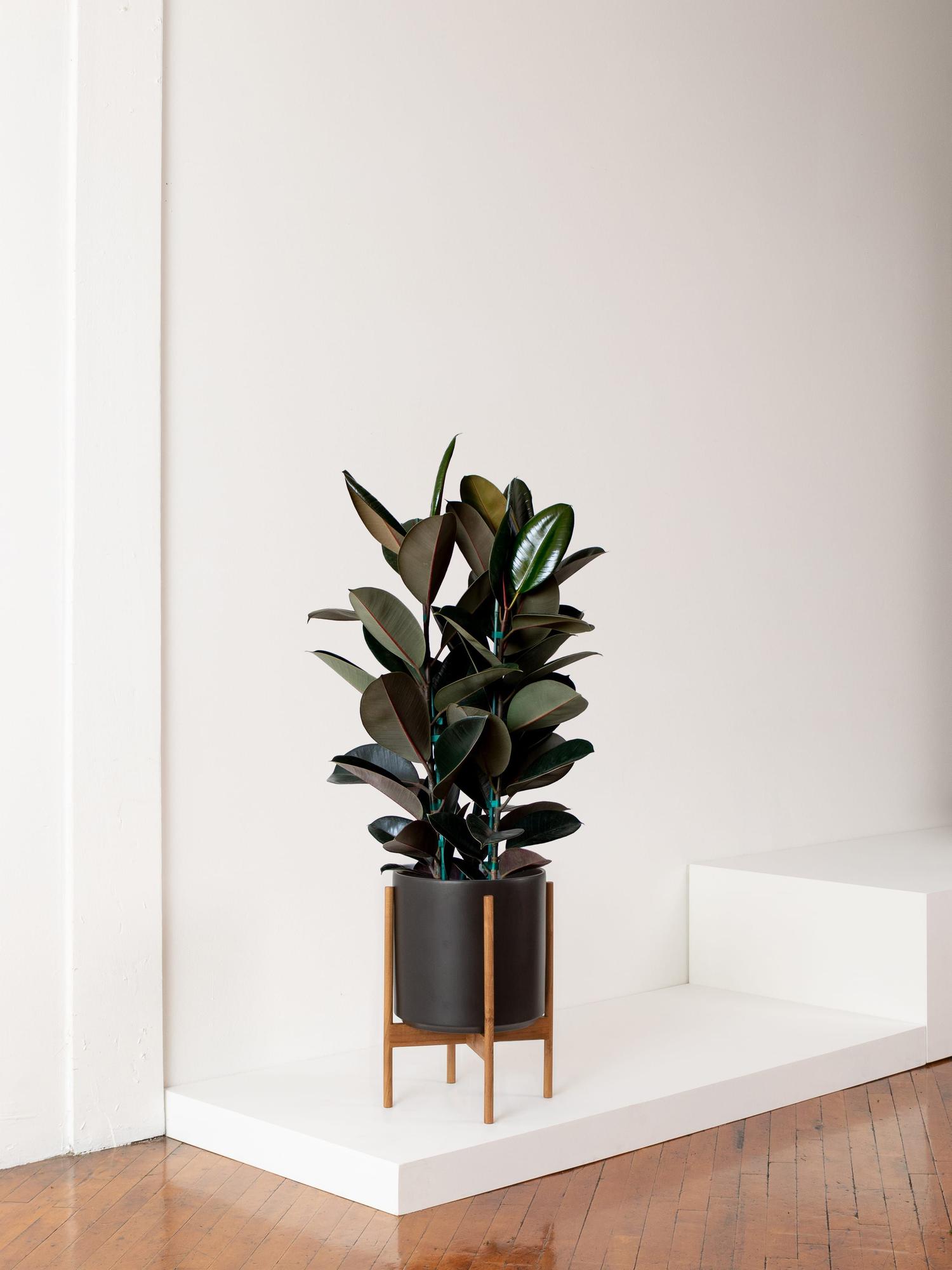Extra Large Rubber Tree With Mid-Century Pot, potted plant, shipped by ...