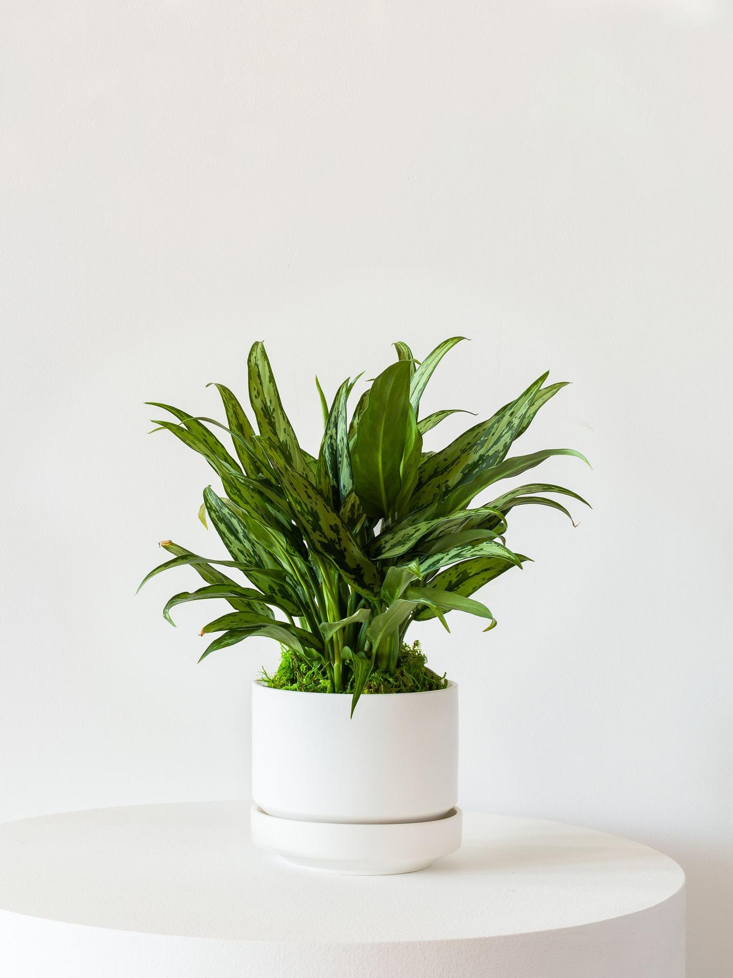 Tiger Evergreen Medium (1 ½ ft tall) – Midnight Scandinavian Ceramic ...