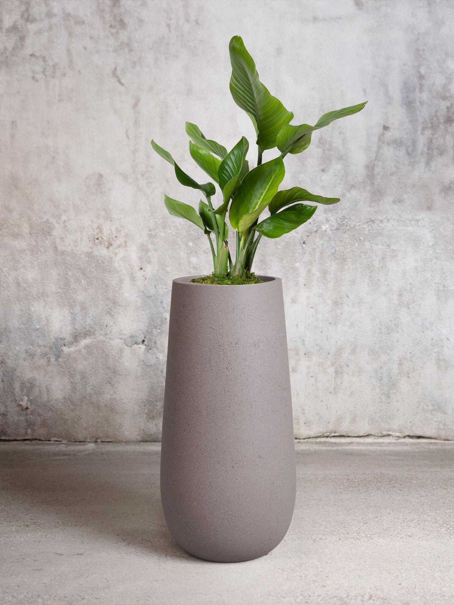 Bird of Paradise Large (4 ½ - 5 ½ ft tall) – White Flute Pot, potted ...
