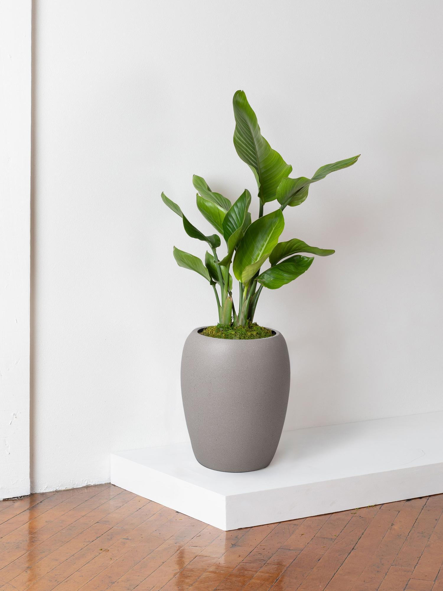 Bird of Paradise With Calix Pot Large 4 - 5 ft tall – White Calix Pot ...