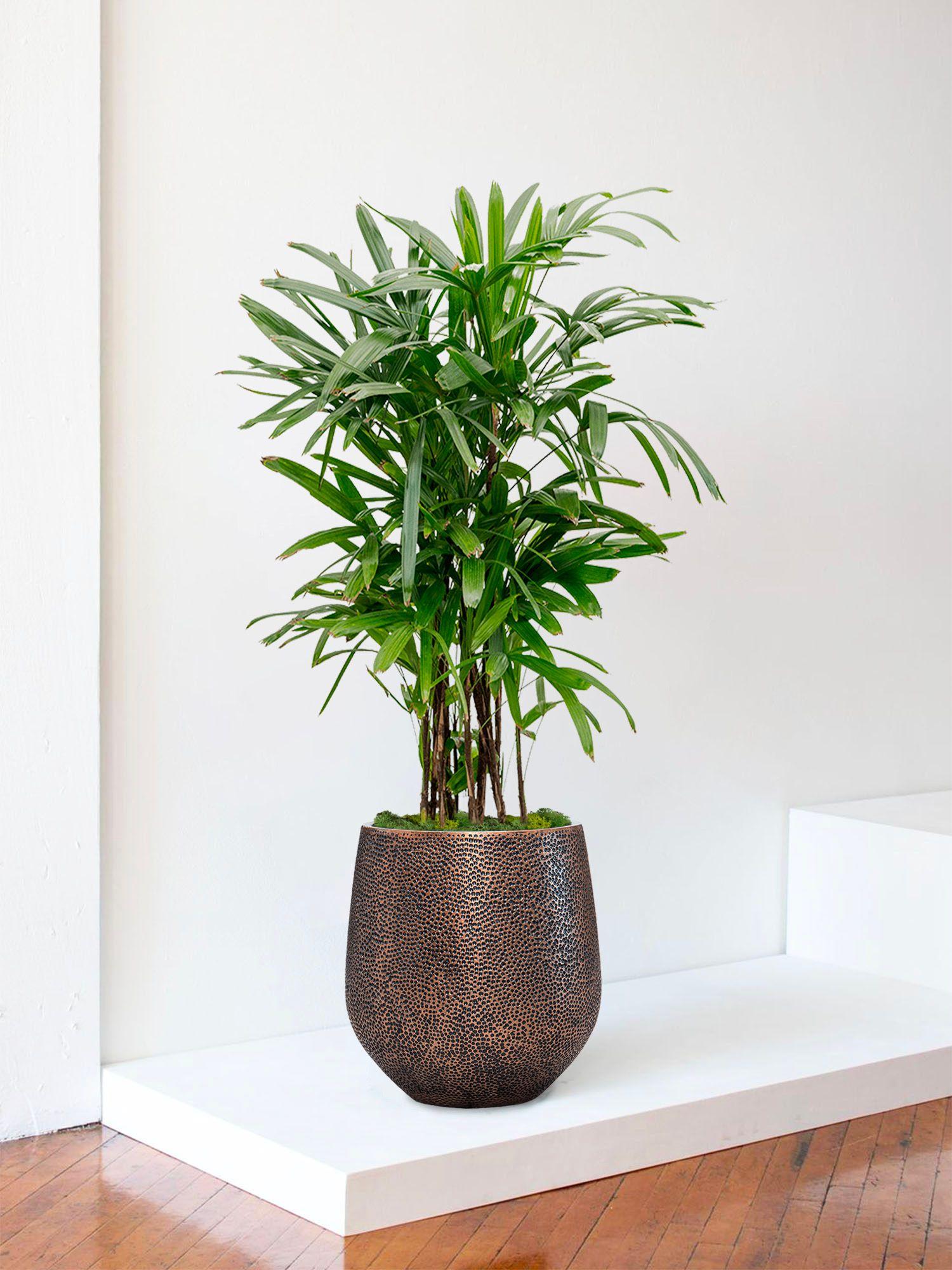 Lady Palm Large 1m50 Dune | Premium Indoor Plant Delivery | Léon & George