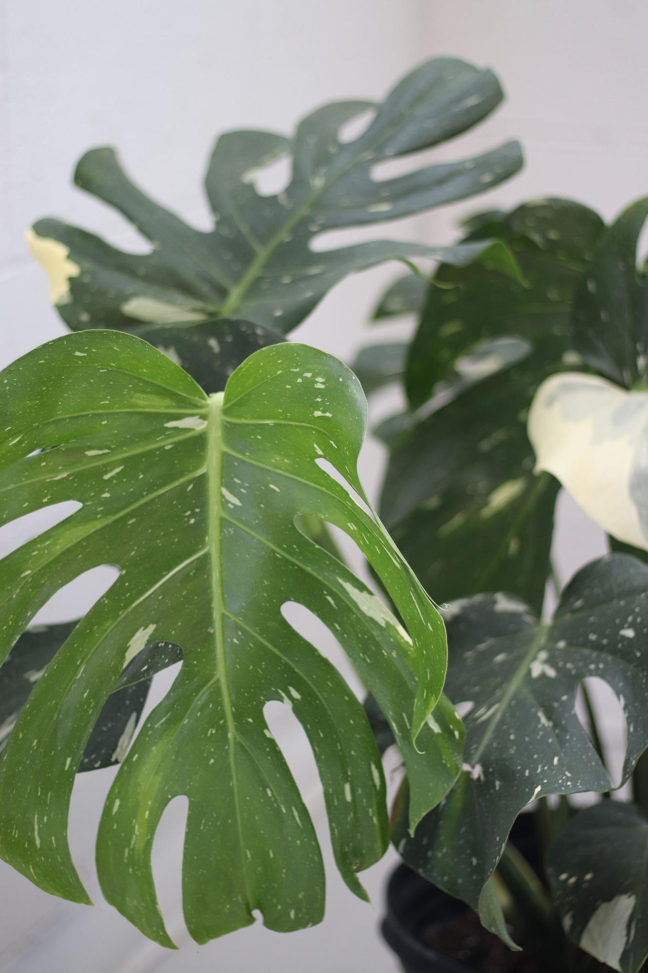 Monstera Thai Constellation Large (2’8” ft tall), potted plant, shipped ...