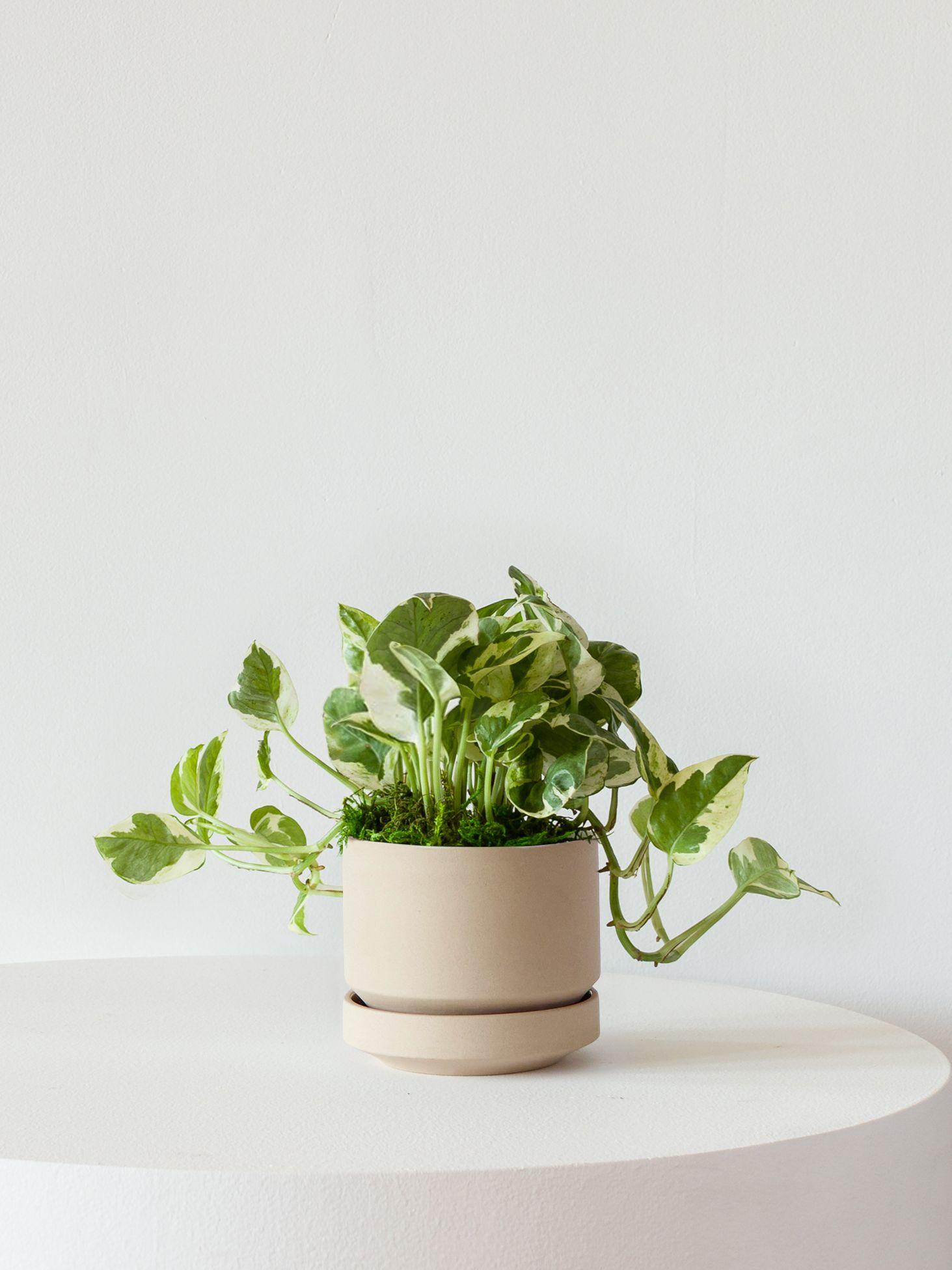 N'joy Pothos With Scandinavian Pot Small 8 in tall, potted plant ...