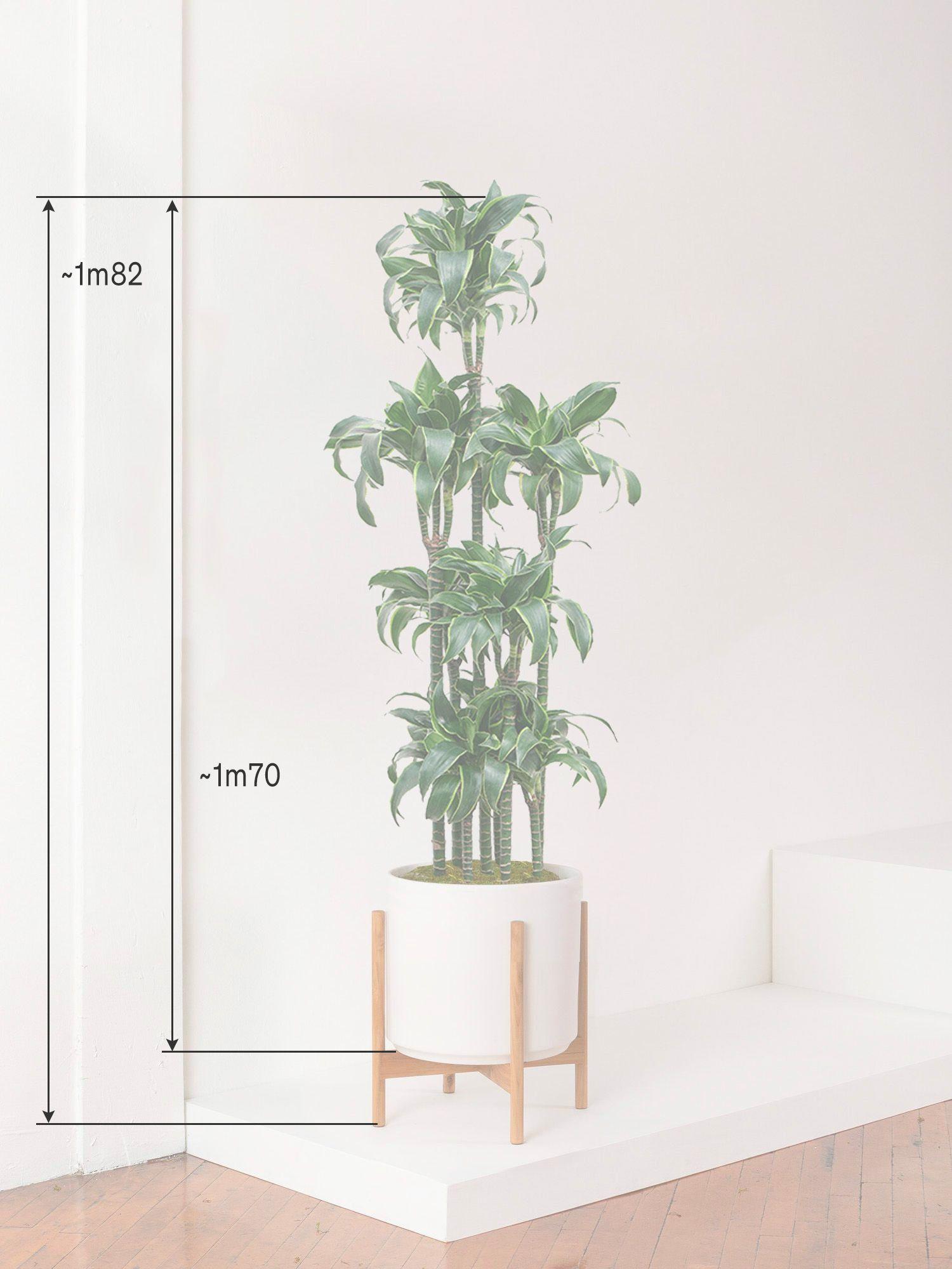 Dracaena Fragrans Dorado Extra Large 1m70 Mid-Century – Le 36 - Velvet ...