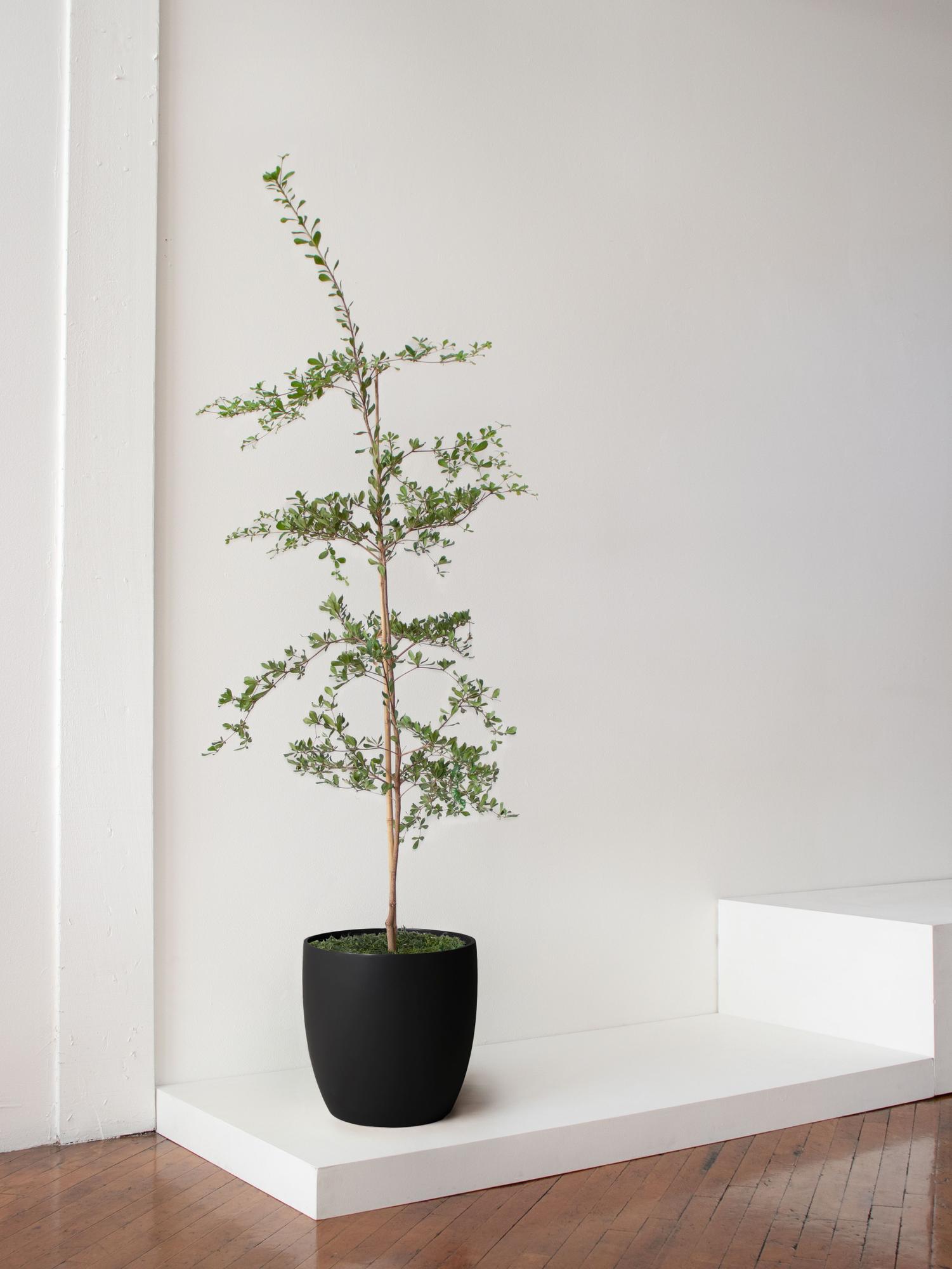 Black Olive Tree With Mediterra Pot Extra Large 5½-6 ft tall, potted ...