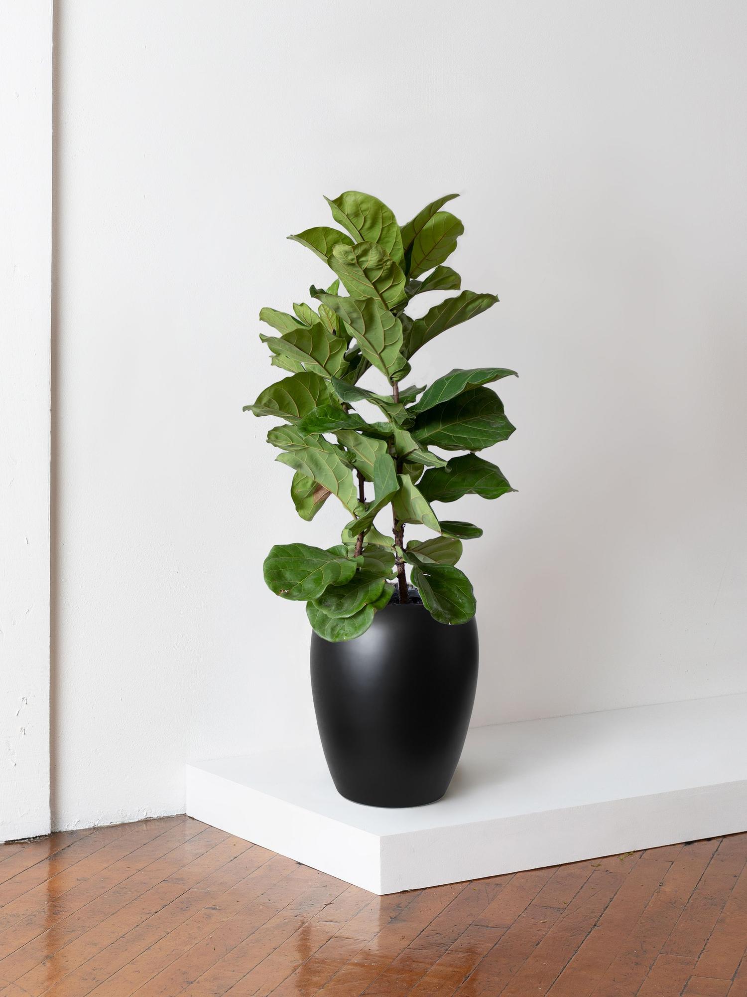 Fiddle Leaf Fig Bush With Calix Pot Large 4 ft tall – White Calix Pot, potted plant, shipped by ...