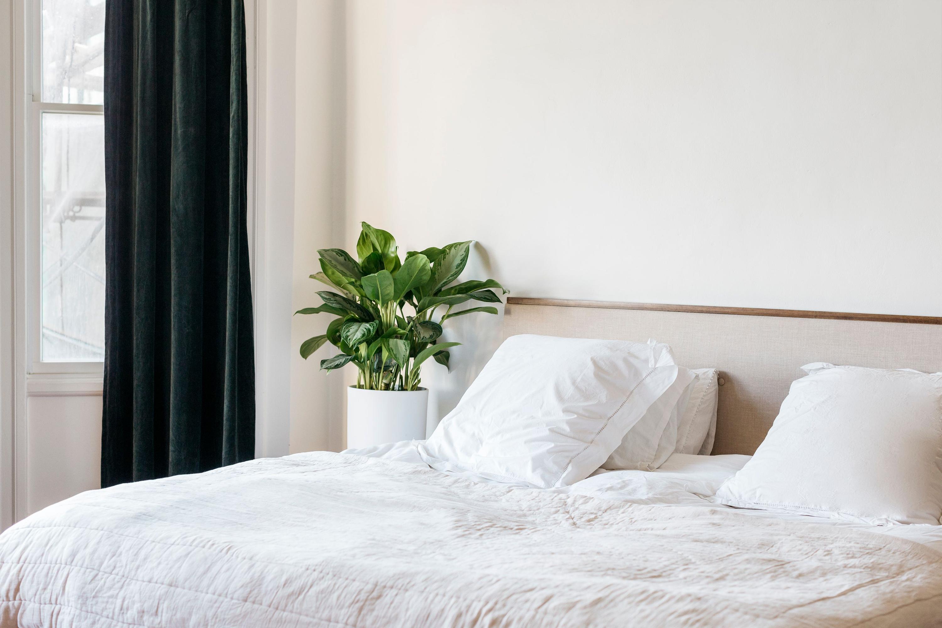 Silver Evergreen With Mid-Century Pot Large 2½-3 ft tall, potted plant ...