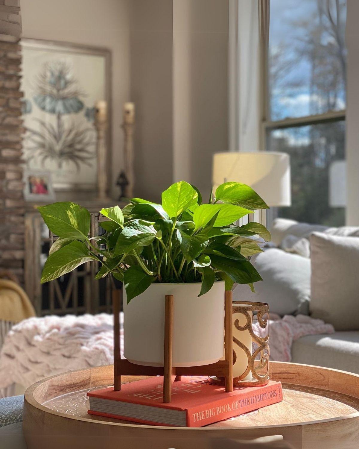 Cascading Pothos With Mid-Century Pot Medium 1 - 1½ ft tall – Black Mid ...