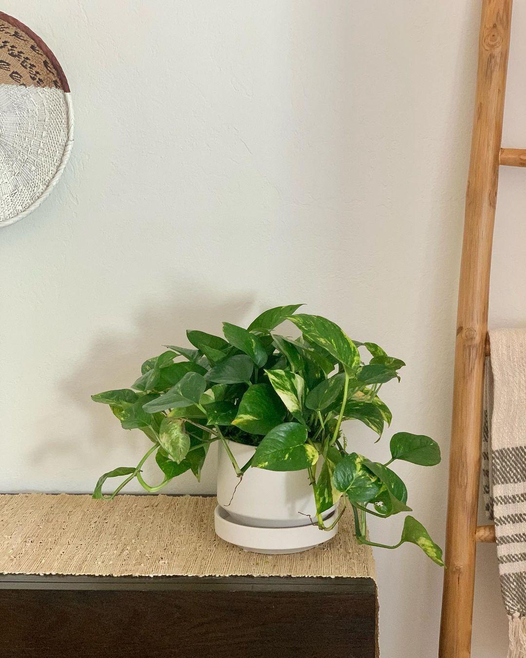 Cascading Pothos With Scandinavian Pot Medium 1-1 ½ ft tall – Sand ...