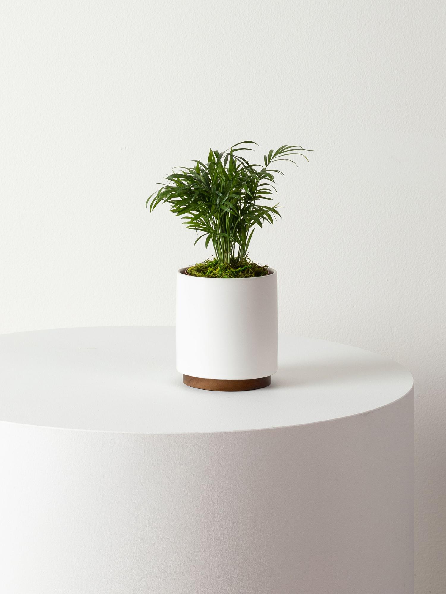 Parlor Palm Small (1 ft tall) – Black Mid-Century Ceramic & Dark Wood ...