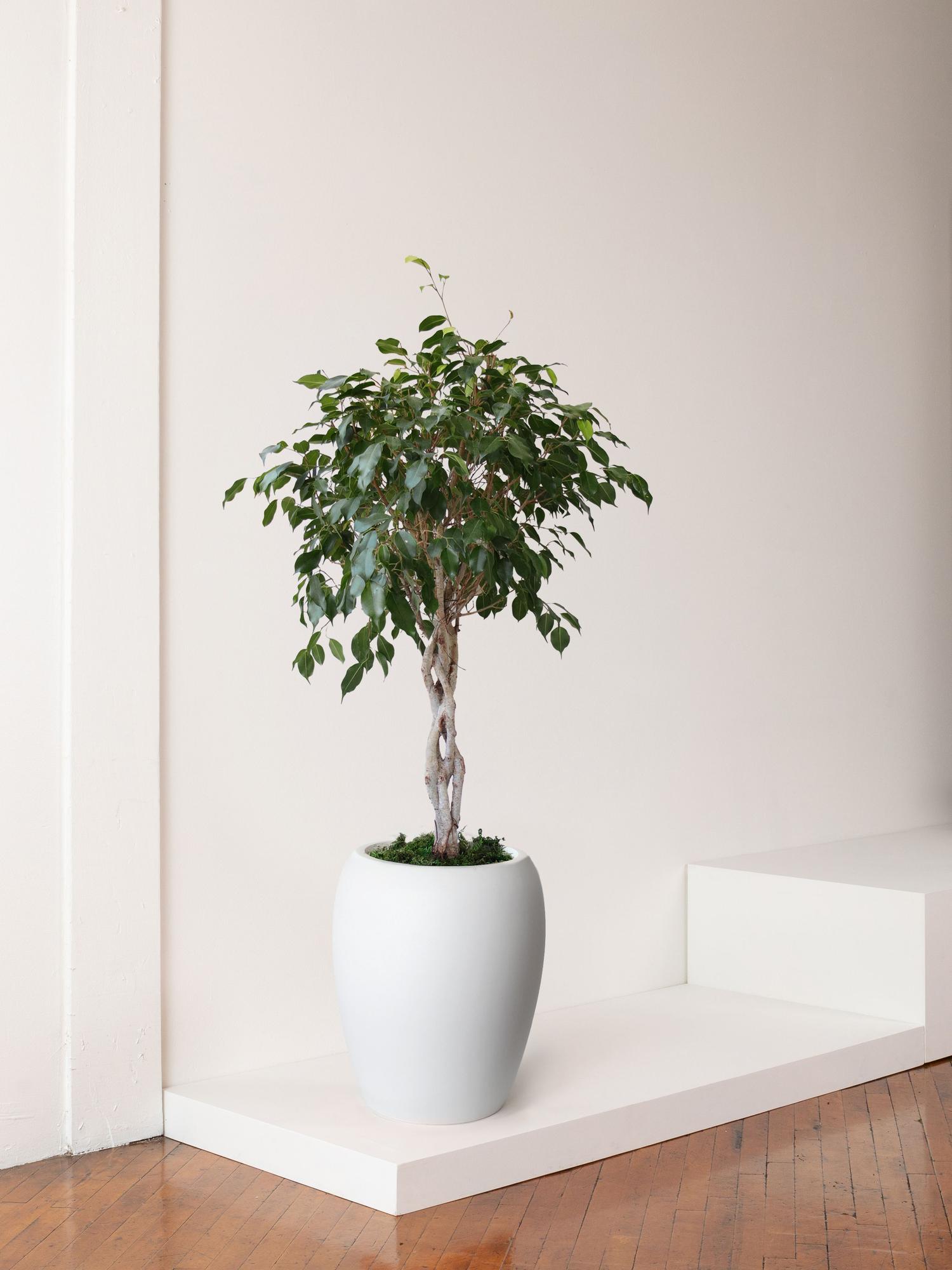 Ficus Benjamina Extra Large (4 ft tall), potted plant, shipped by Léon ...