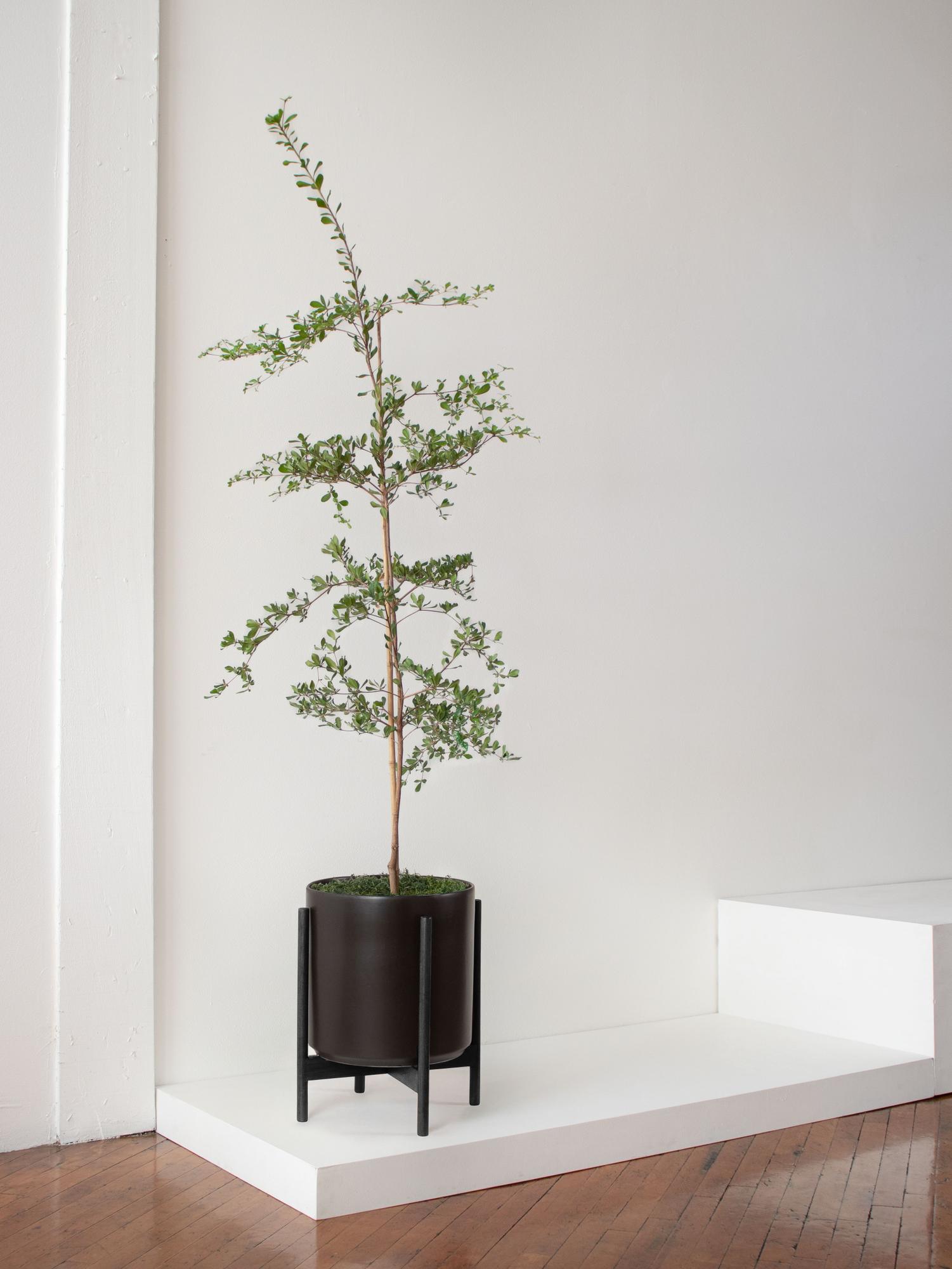 Surprising Black Olive Tree Indoor Photos