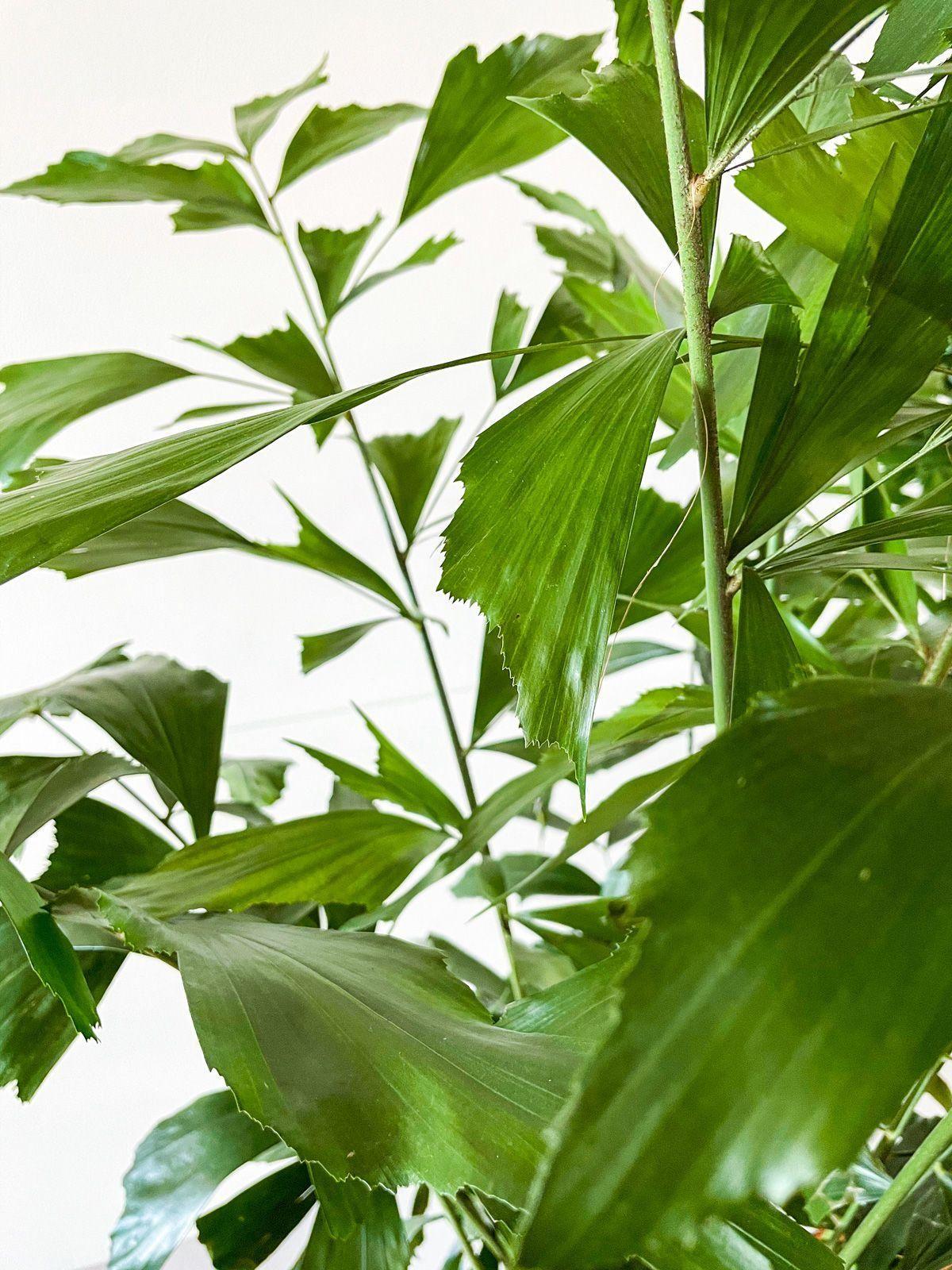Fishtail Palm Extra Large (5-6 1/2 ft tall) – White Mediterra Pot ...