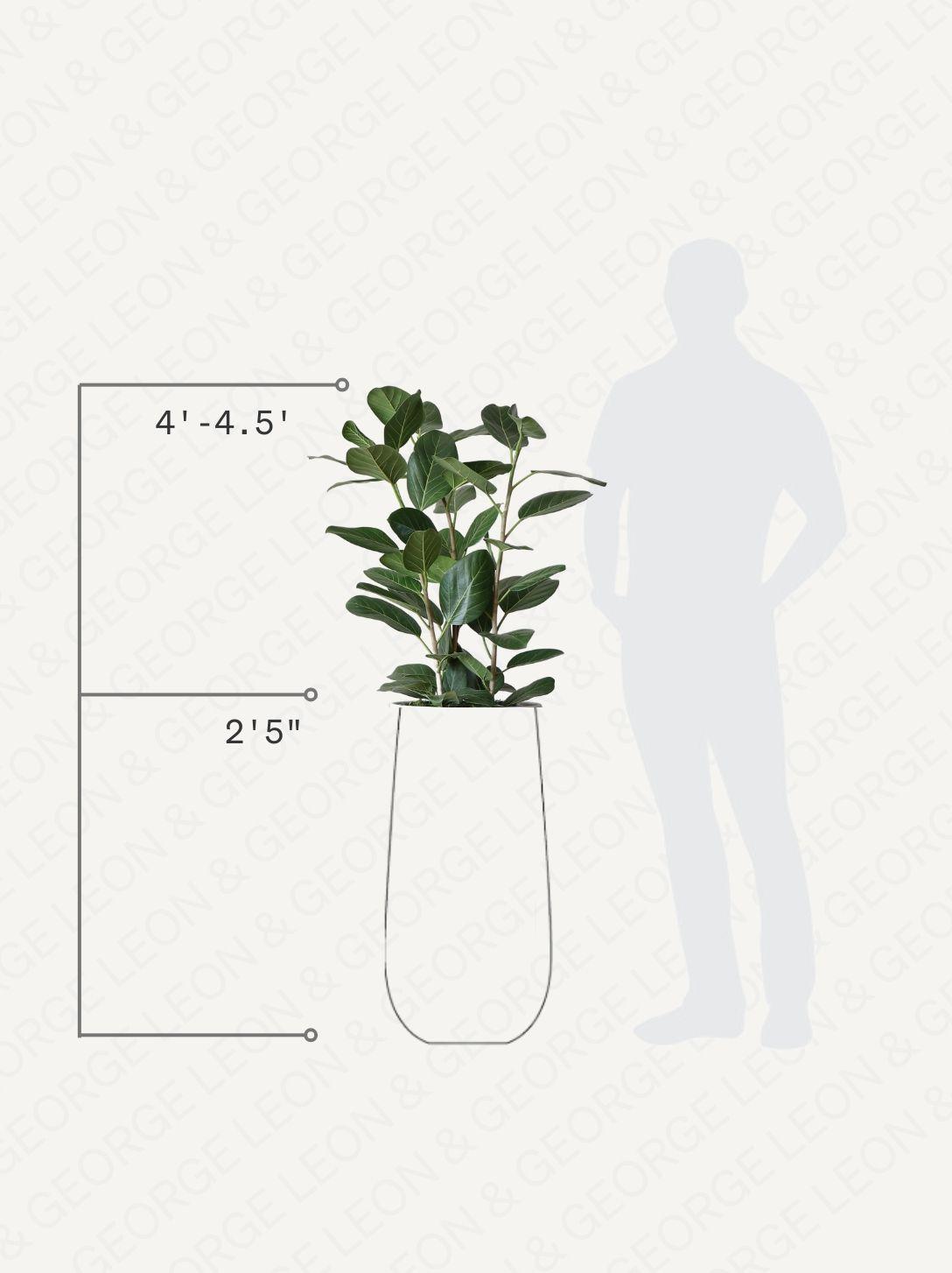 Ficus Audrey Large (4 - 4 ½ ft tall) – White Flute Pot, potted plant ...