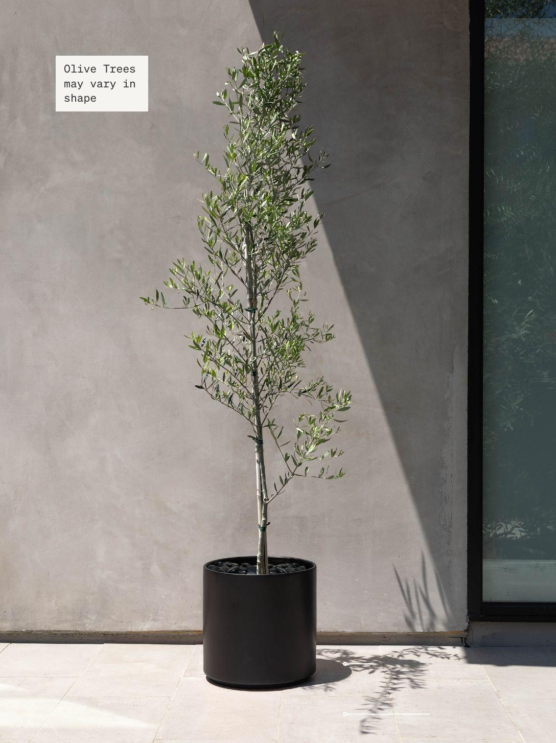 Olive Tree With Nursery Pot Extra Large 7-8 ft tall, potted plant ...