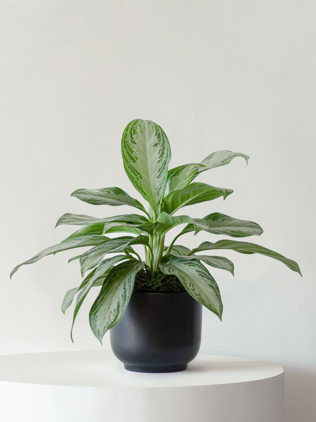 Silver Evergreen With Nouvelle Pot Medium 1 ½ ft tall, potted plant ...