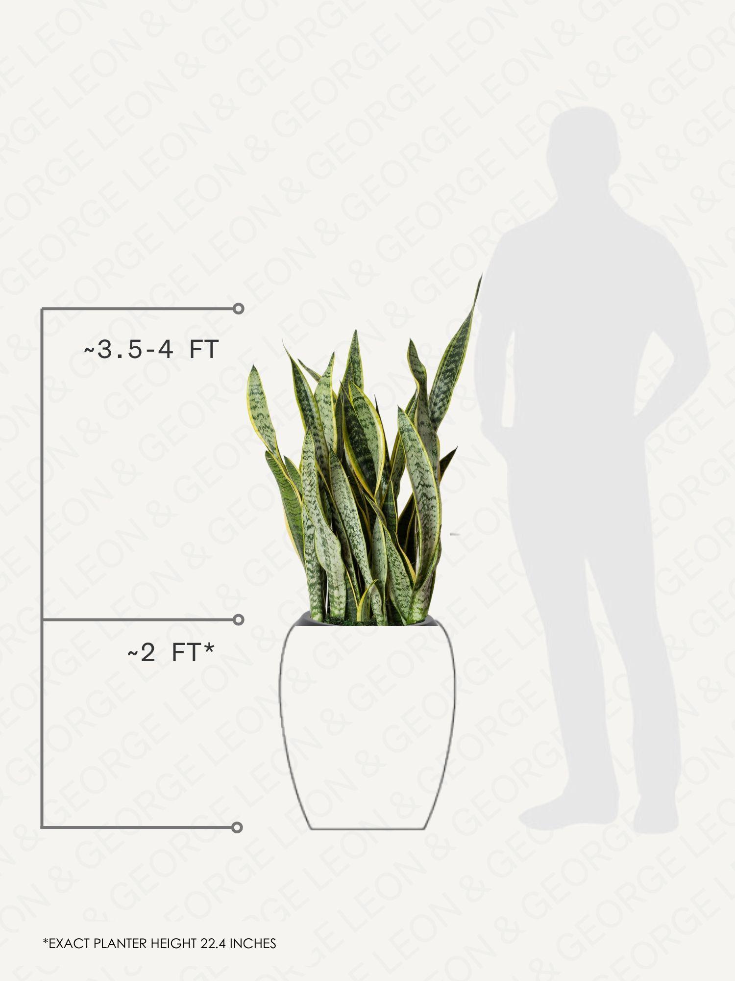 Snake Plant Laurentii With Calix Pot Large 3½ – 4 ft tall, potted plant ...
