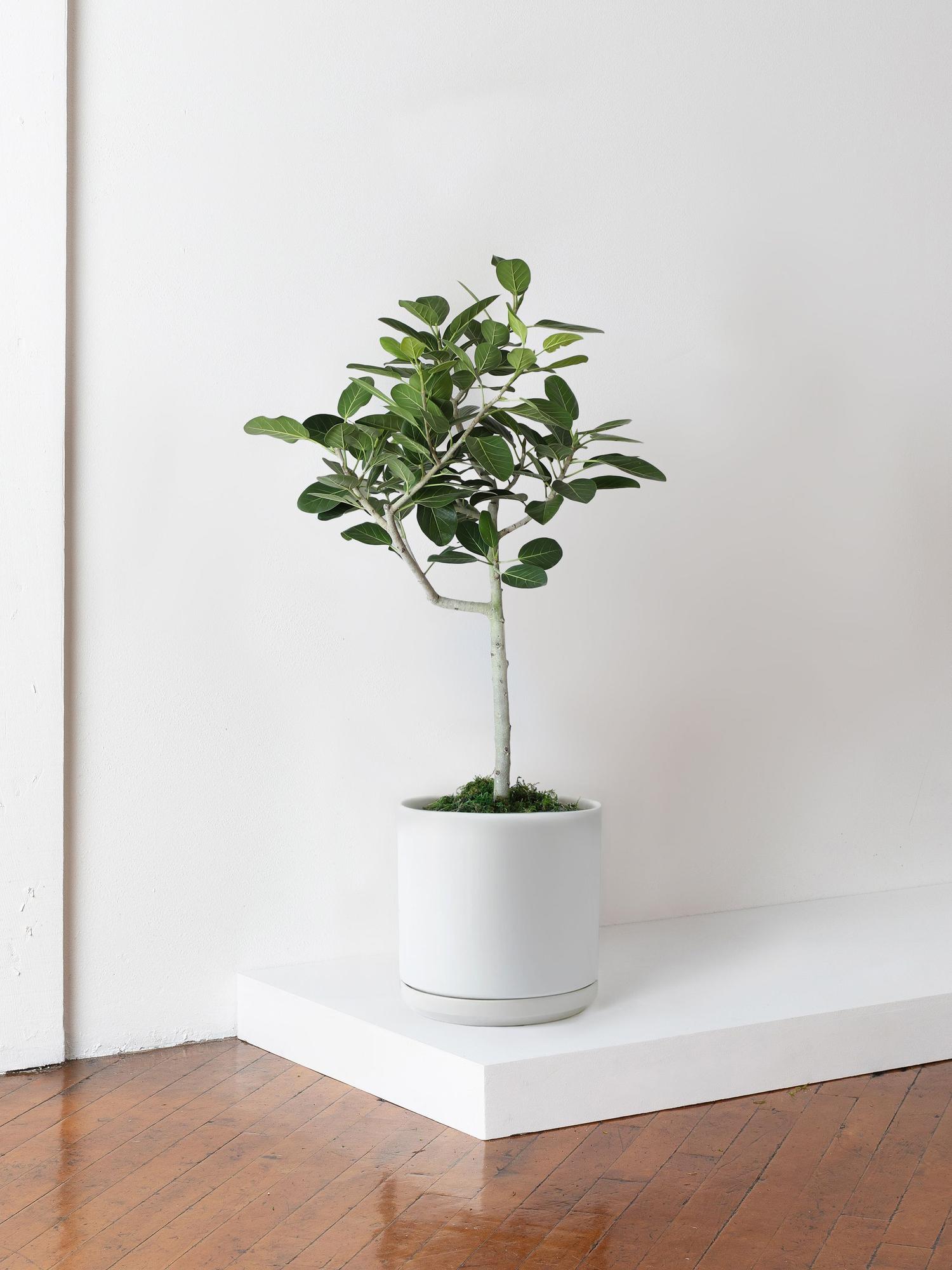 Ficus Audrey Tree Large (5 – 5½ ft tall) – White Flute Pot, potted ...