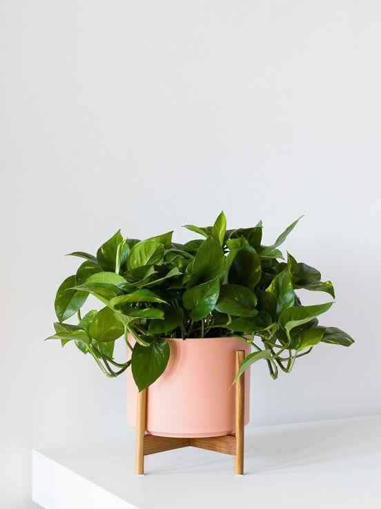 Cascading Pothos With Mid-Century Pot Medium 1-1 ½ ft tall, potted ...