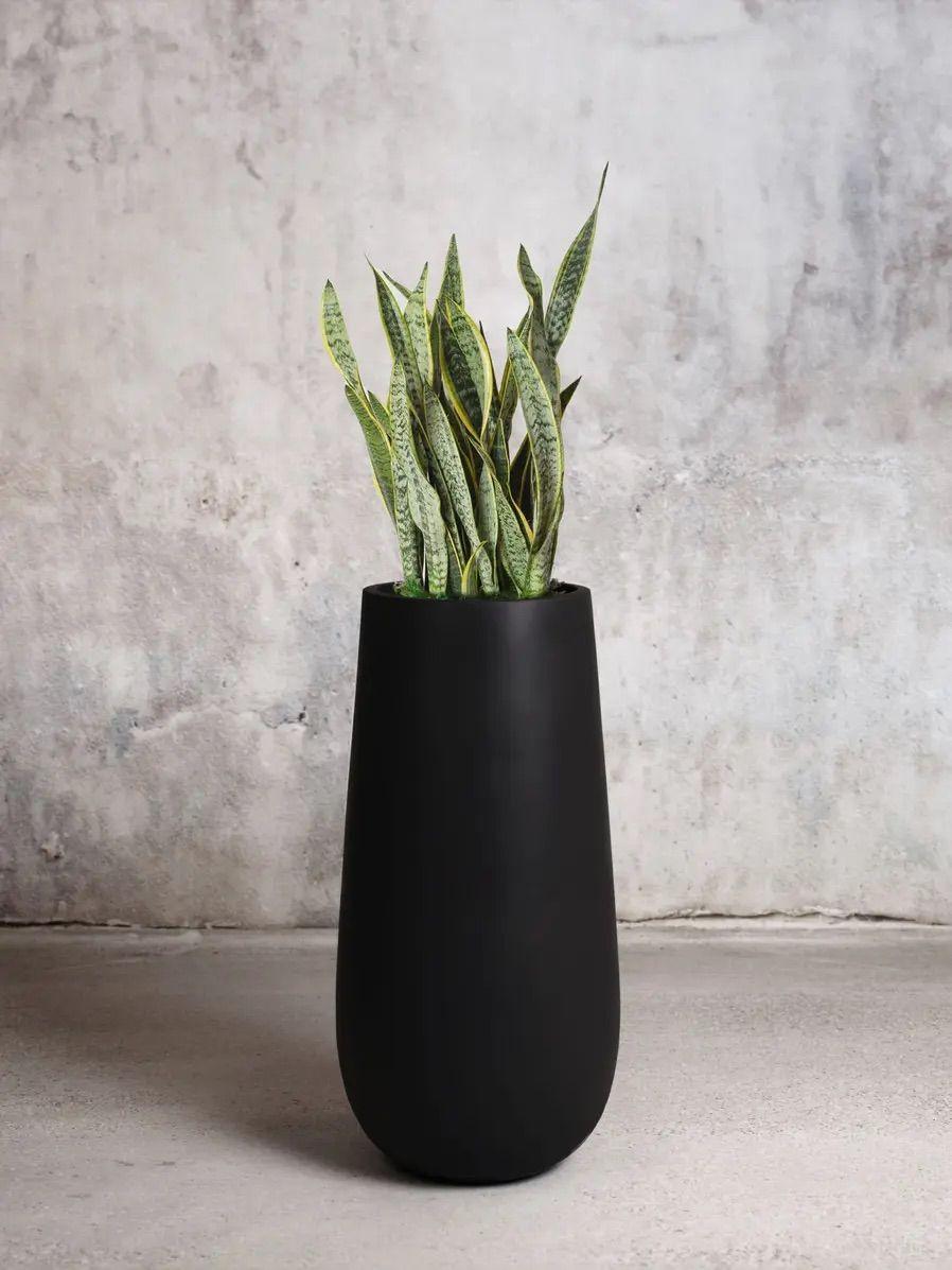 Snake Plant Laurentii Large (4 – 4 ½ ft tall) – White Flute Pot, potted ...