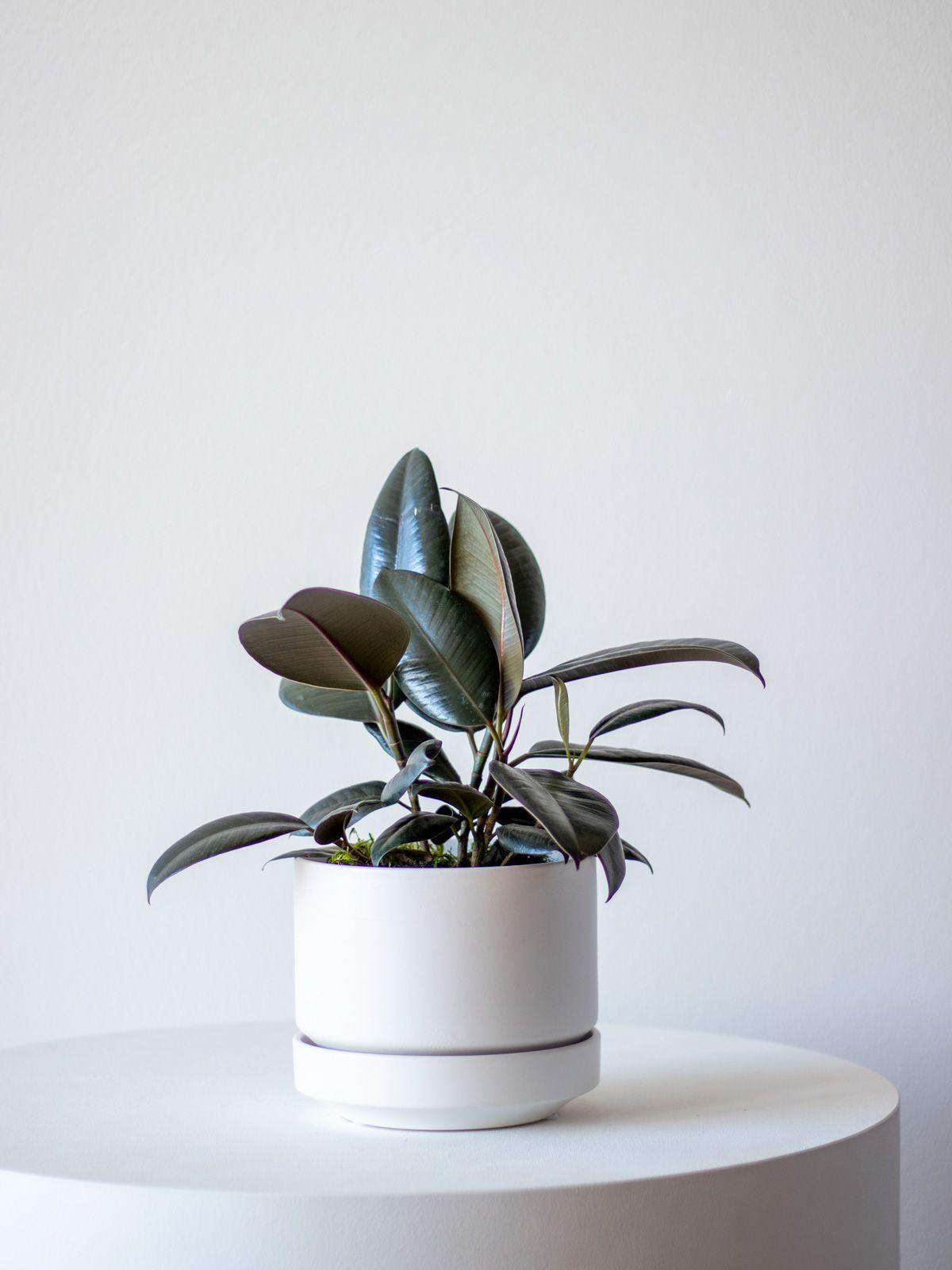 Medium Rubber Plant With Scandinavian Pot, potted plant, shipped by ...