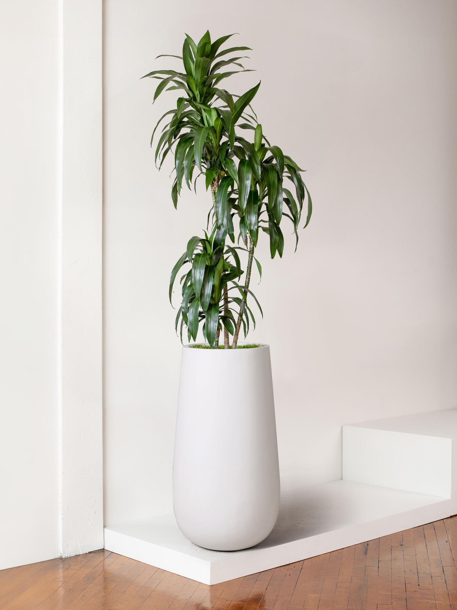 Dracaena Lisa With Flute Pot Extra Large 8 - 9 ft tall, potted plant ...