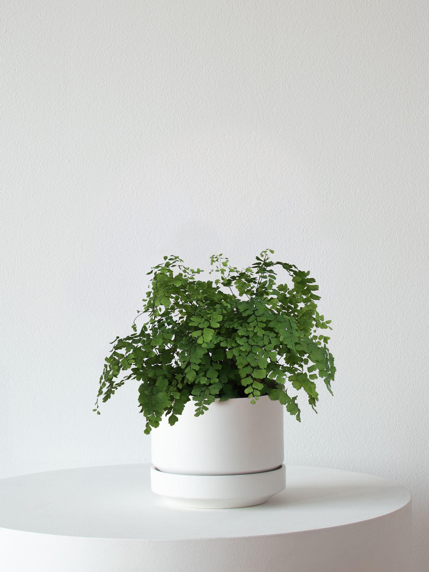 Maidenhair Fern Medium (1 ft tall) – Midnight Scandinavian Ceramic ...