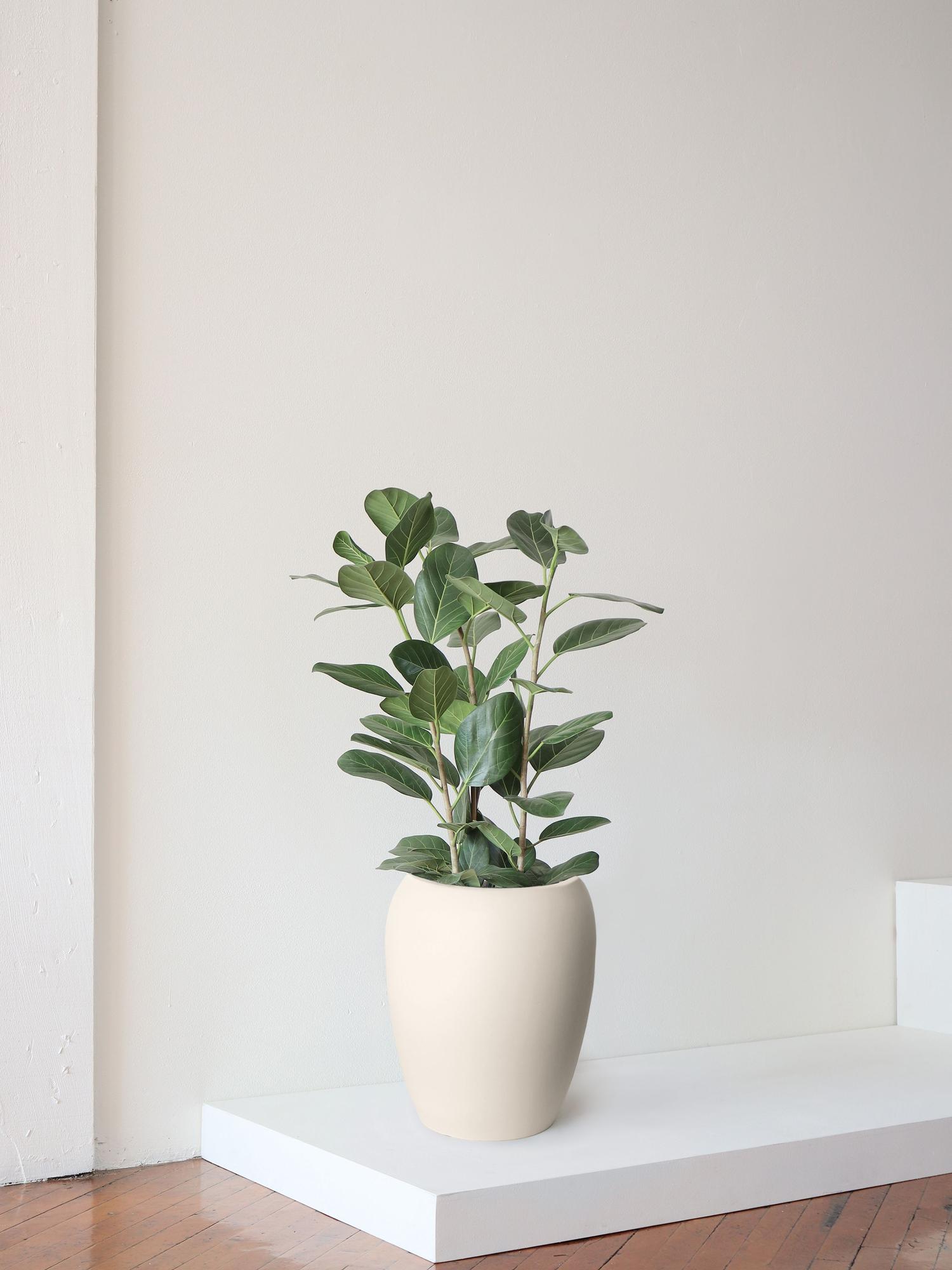 Ficus Audrey With Calix Pot Large 4 - 4½ ft tall – White Calix Pot ...