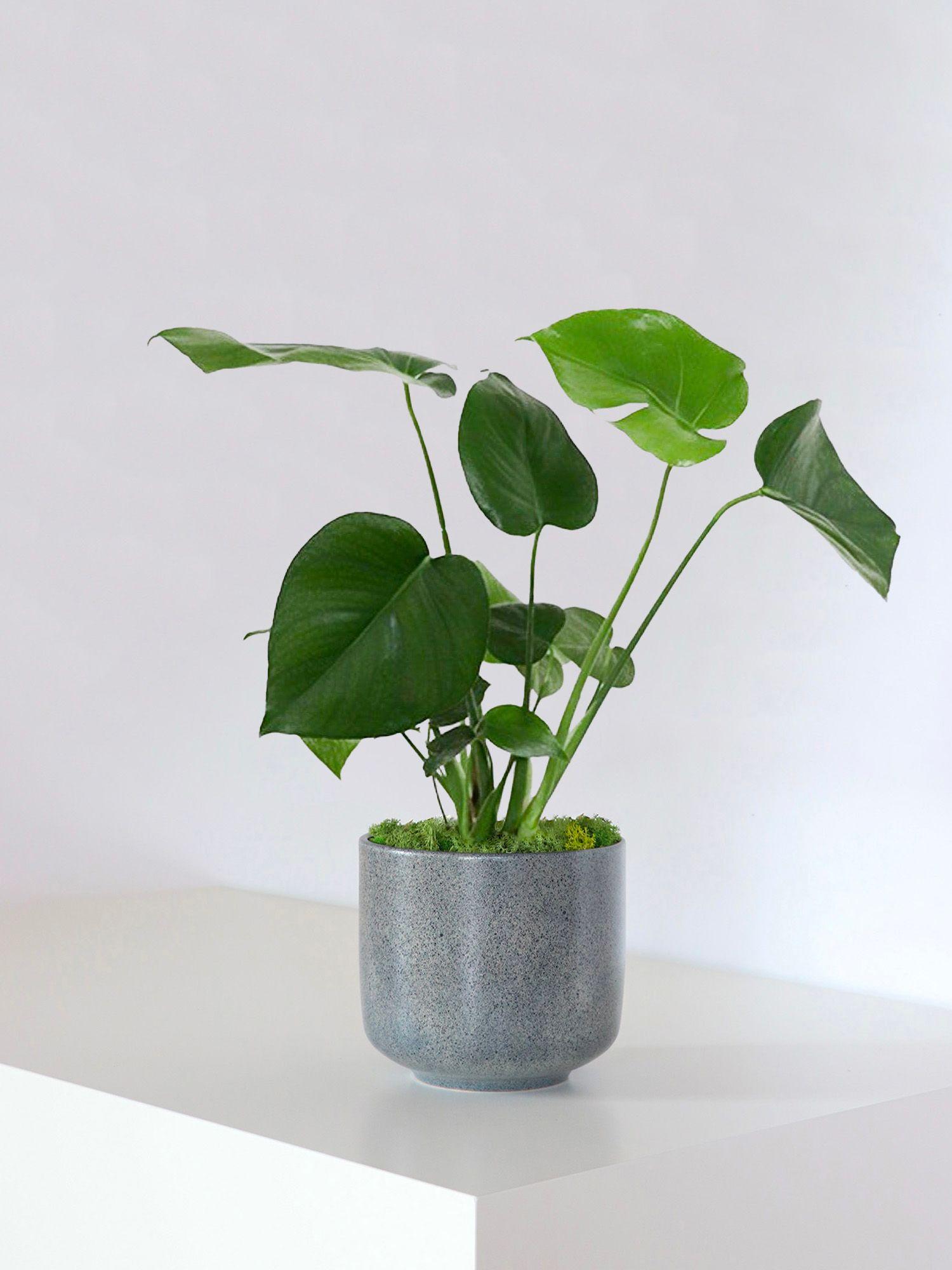 Monstera Deliciosa Medium (60 cm) Curvy – Le 19 - Curvy bleu de paon ...