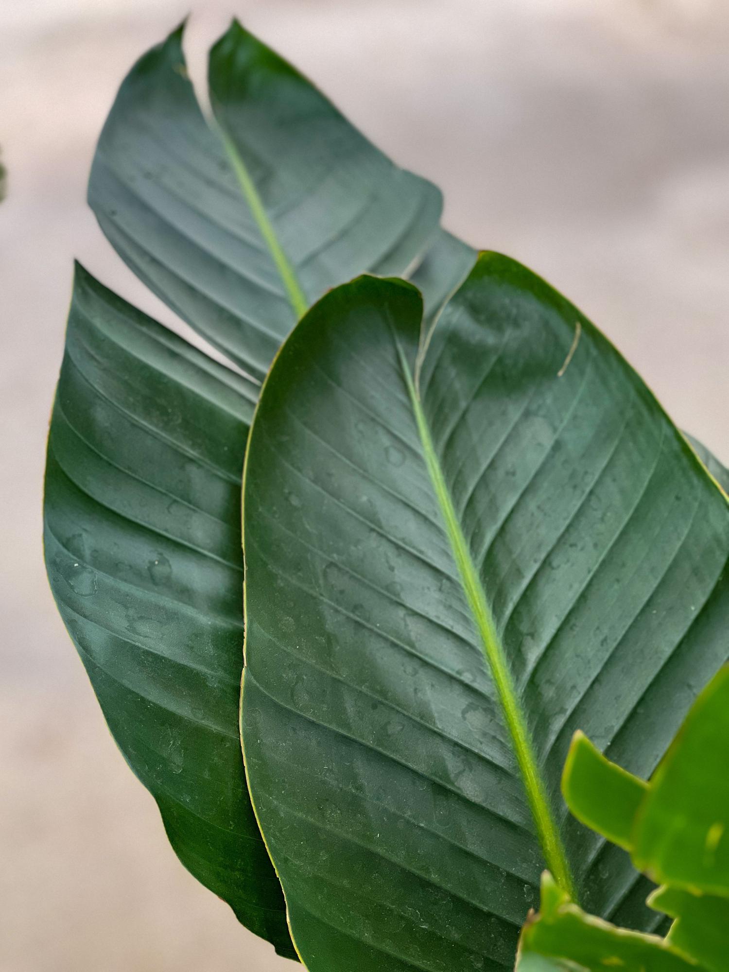 Bird of Paradise Large (3 – 4 ft tall) – No Decorative Pot - Plant Only ...