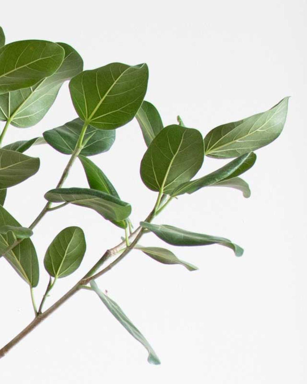 Ficus Audrey Tree With Foundation Pot Extra Large 5½ ft tall – White ...