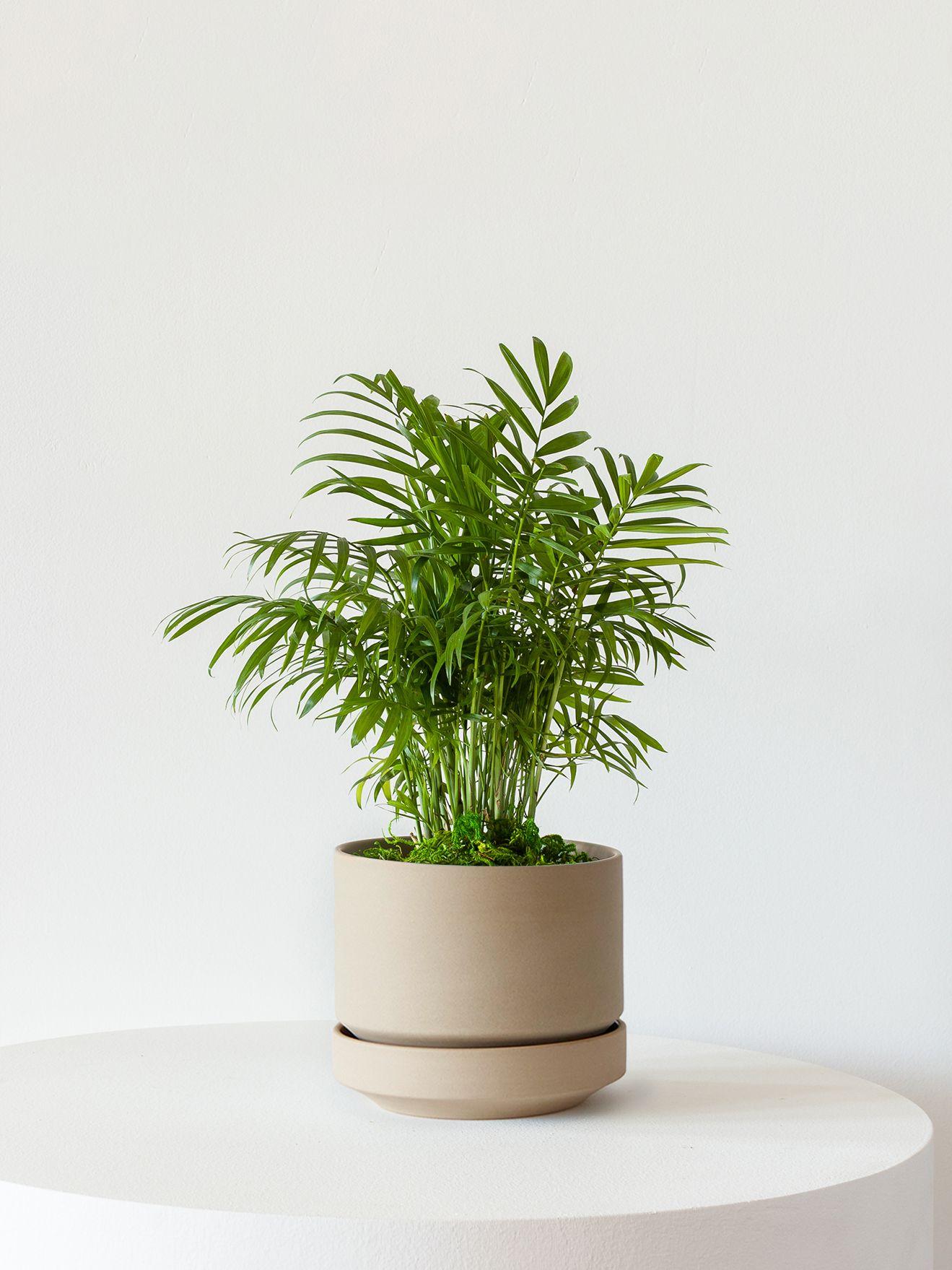 Parlor Palm Medium (1 ½ ft tall) + Scandinavian Ceramic Pot | Léon & George