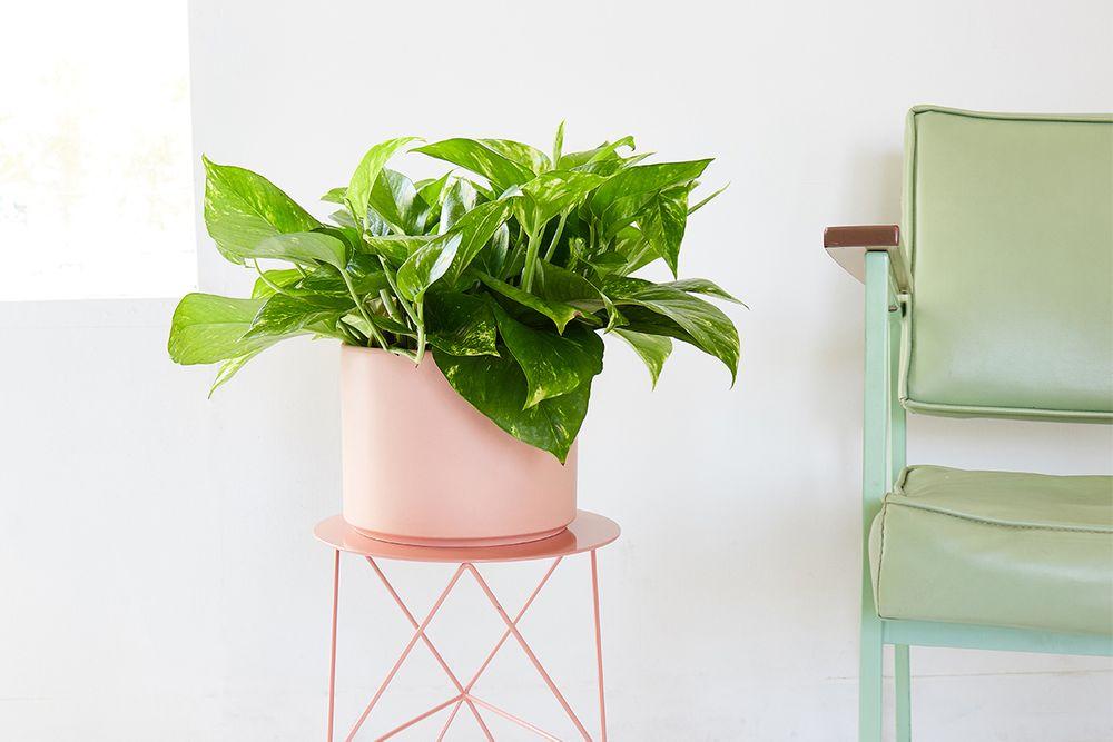 Cascading Pothos With Mid-Century Pot Medium 1-1 ½ ft tall, potted ...