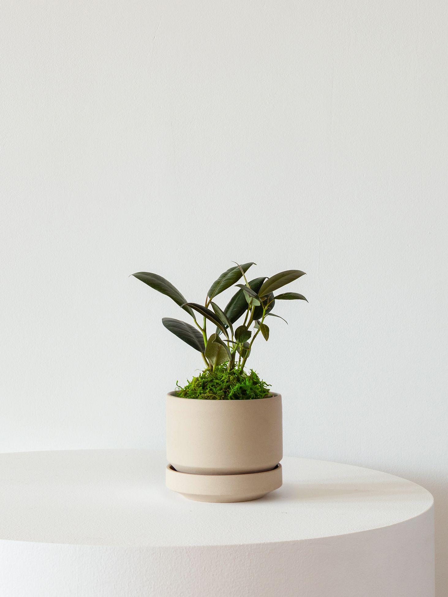 Small Rubber Plant With Scandinavian Pot, potted plant, shipped by Léon ...