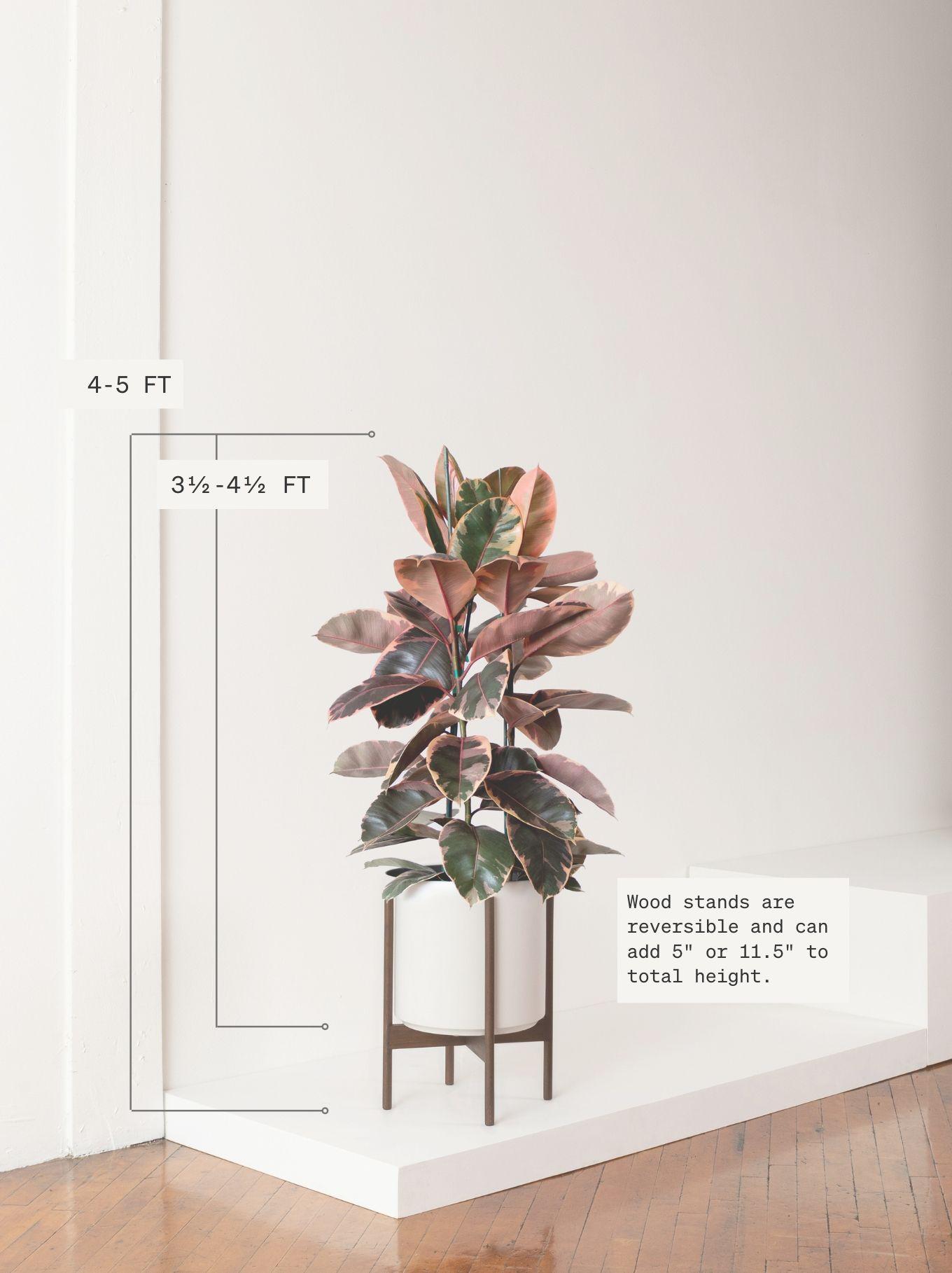 Extra Large Pink Rubber Tree With Mid-Century Pot, potted plant ...