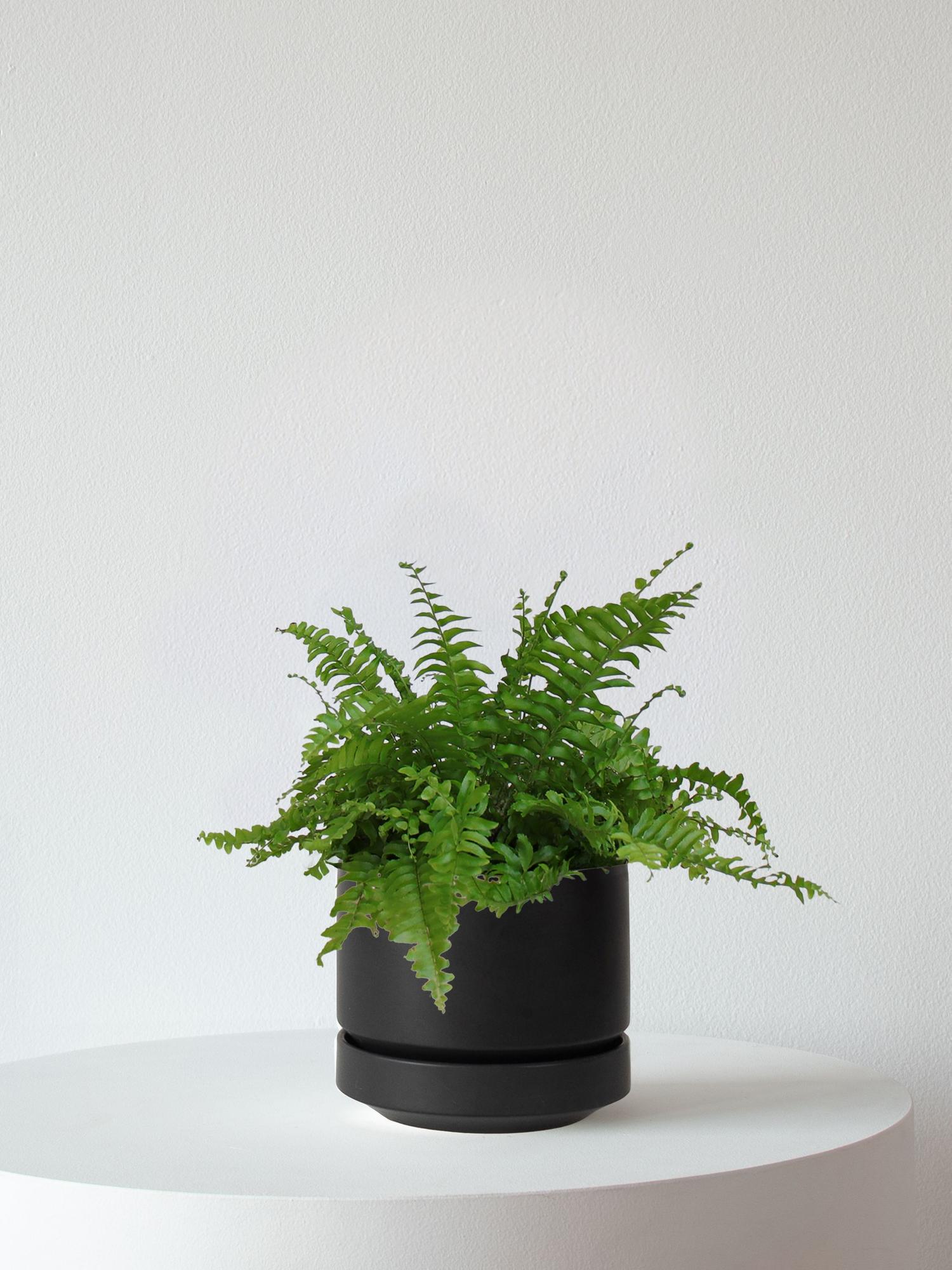 Boston Fern Medium (1 ft tall) – Midnight Scandinavian Ceramic, potted ...