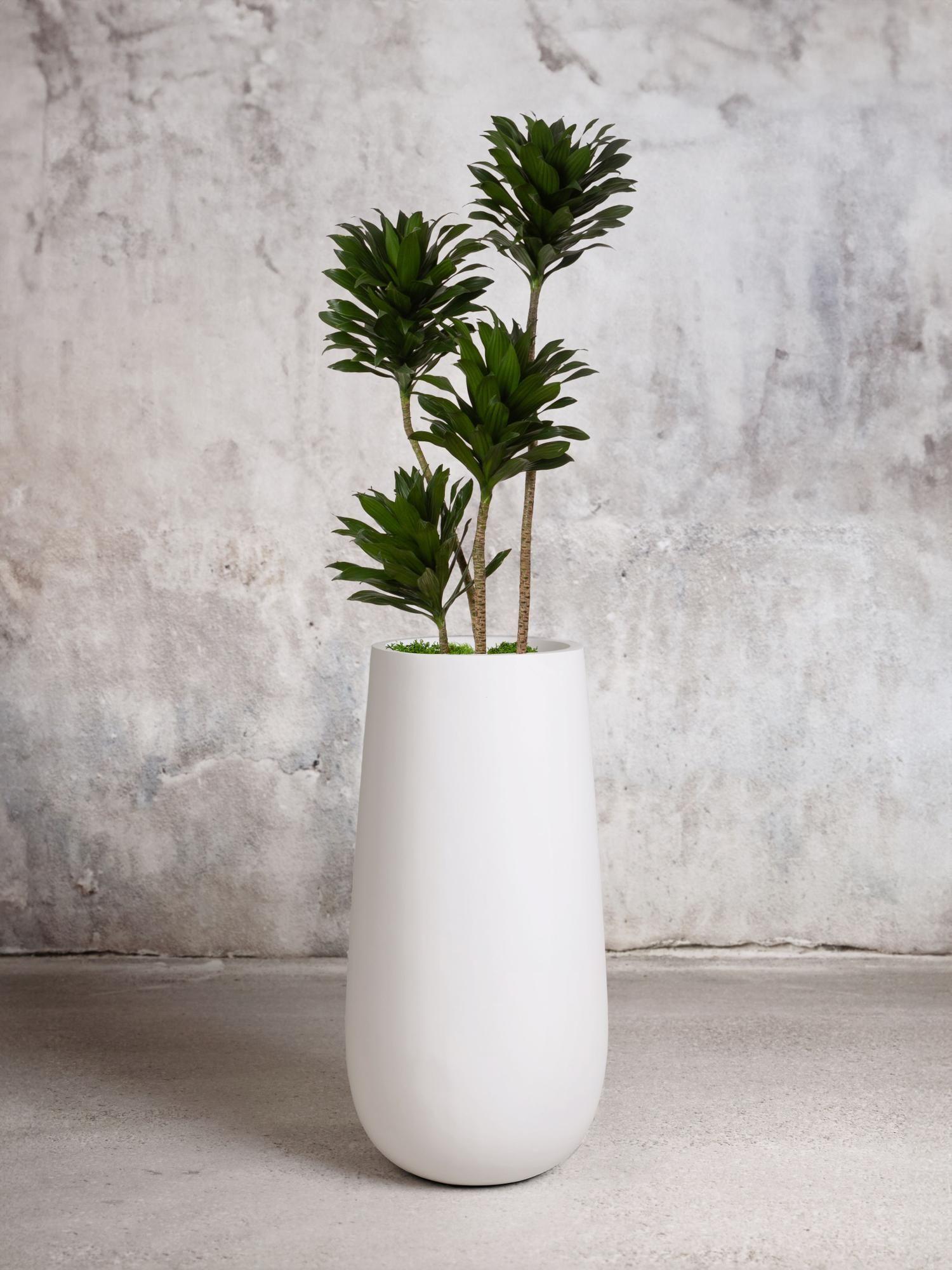 Dracaena Compacta Extra Large (6ft tall) – White Flute Pot, potted ...