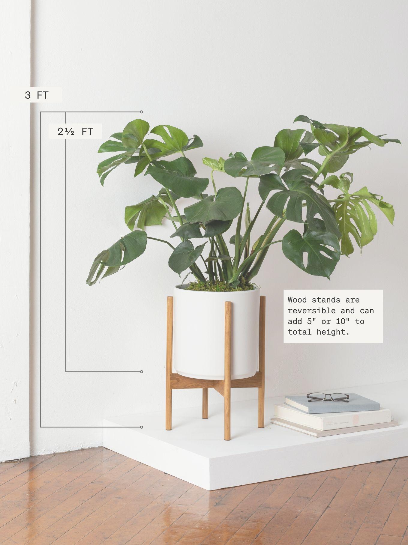 Large Monstera Deliciosa With Mid-Century Pot, potted plant, shipped by ...