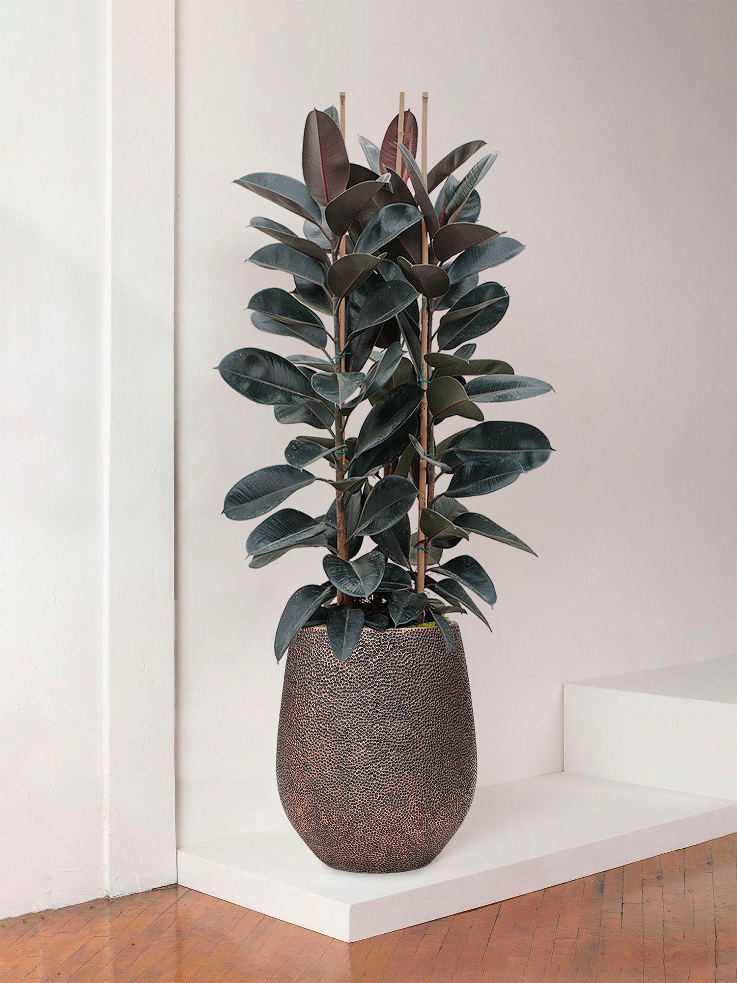 Ficus Elastica Abidjan Extra Large 2m10 Dune – Le 38 - Dune cuivre ...