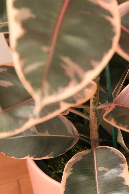 Ruby Rubber Tree With Mid-Century Pot Extra Large 3½ - 4½ FT TALL ...