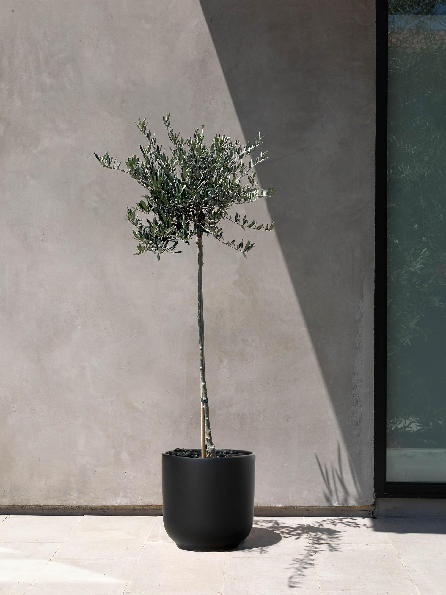 Topiary Olive Tree With Nouvelle Pot Large 3 ft tall, potted plant ...