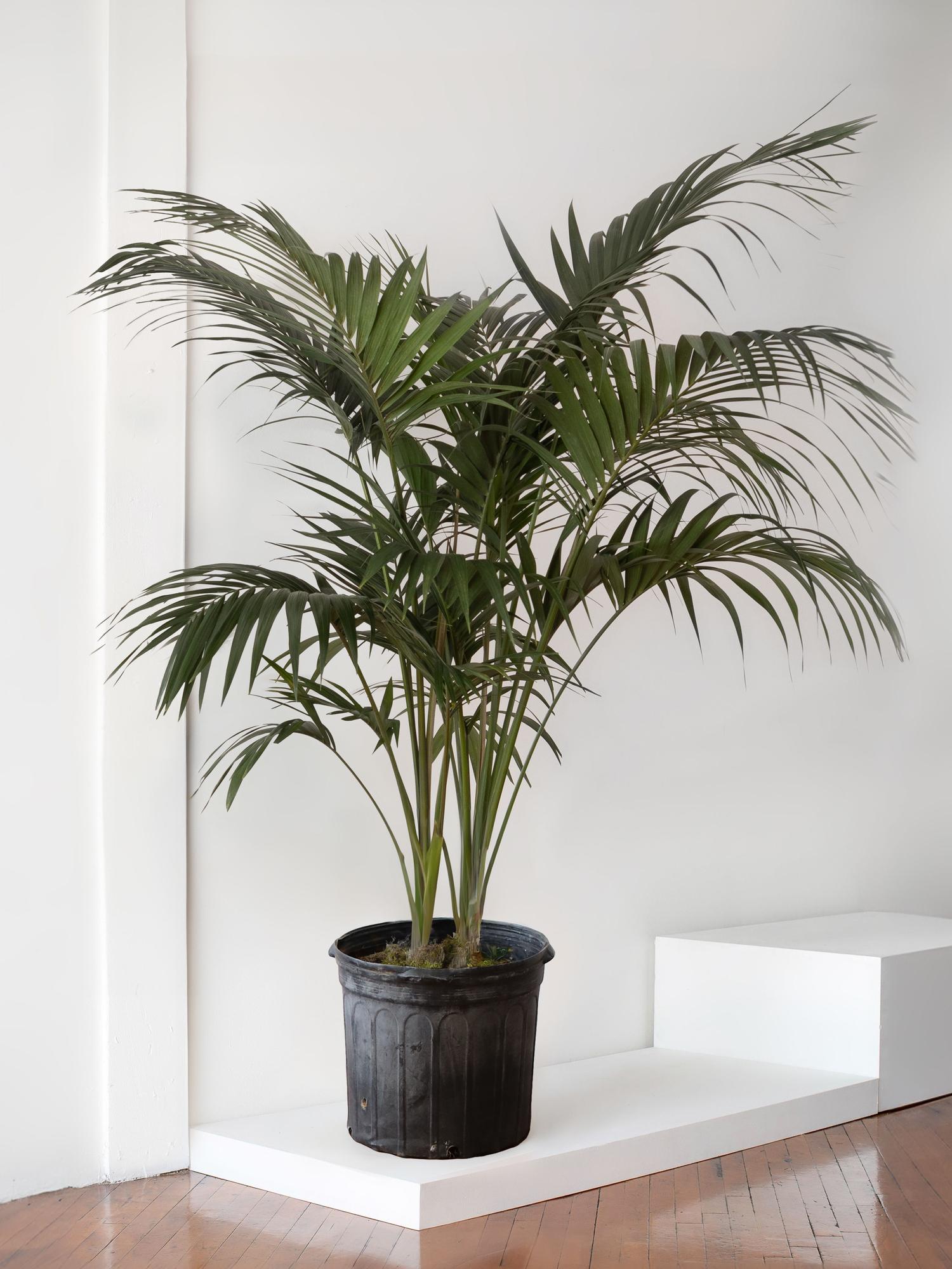 Kentia Palm Xxl (9 ft tall) – White Flute Pot, potted plant, shipped by ...