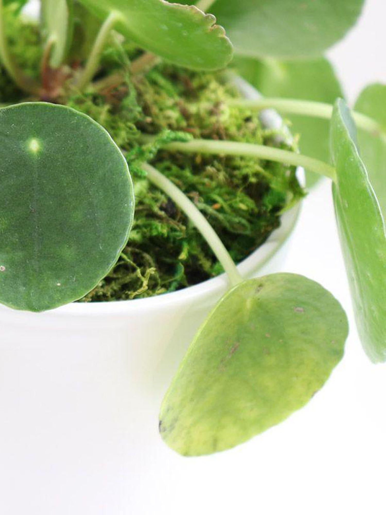 Pilea Peperomioides Nz