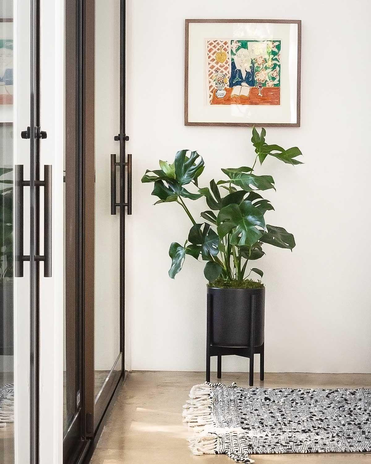 Monstera Deliciosa With Mid-Century Pot Large 2 ½ ft tall, potted plant ...