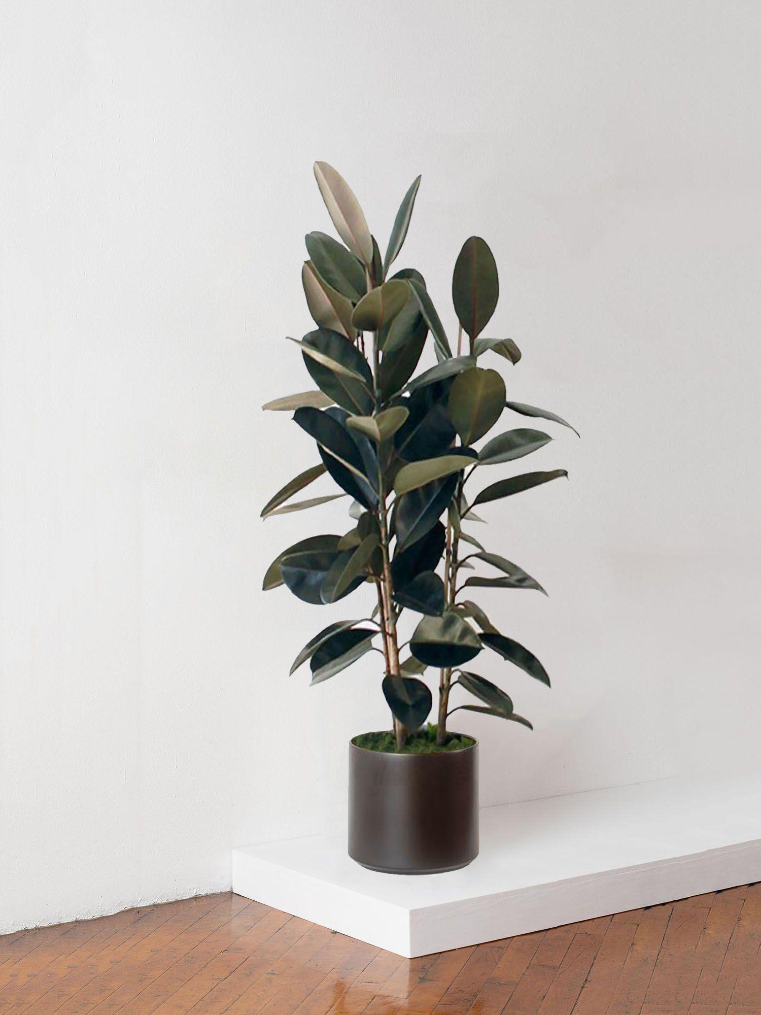 Ficus Elastica Abidjan et cache-pot sur pied Mid-Century Extra Large ...