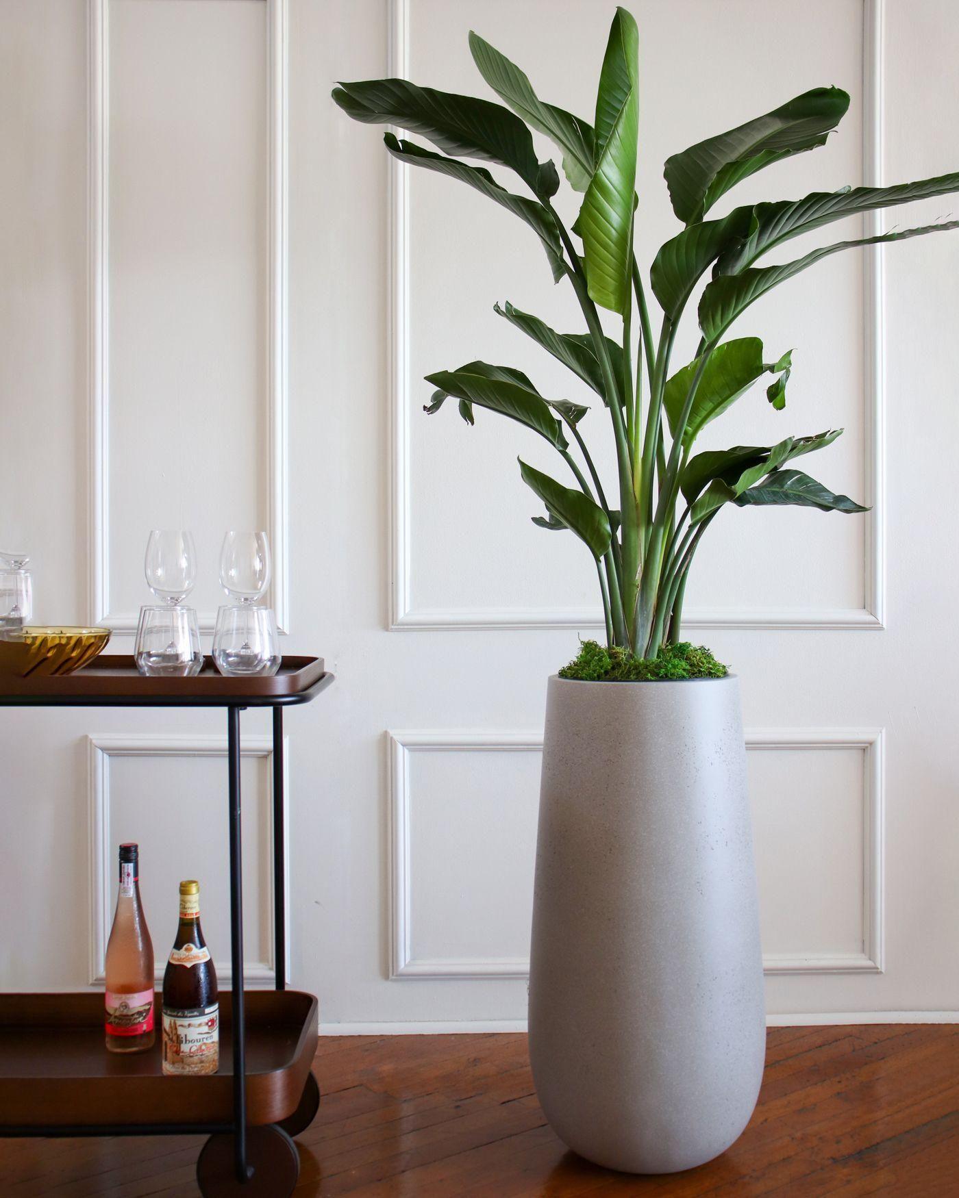 Bird of Paradise Large (4 ½ - 5 ½ ft tall) – White Flute Pot, potted ...