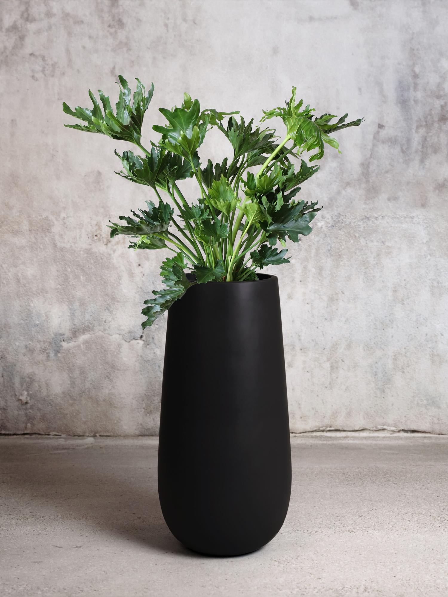 Hope Philodendron Large (4½ - 5 FT TALL) – White Flute Pot, potted ...